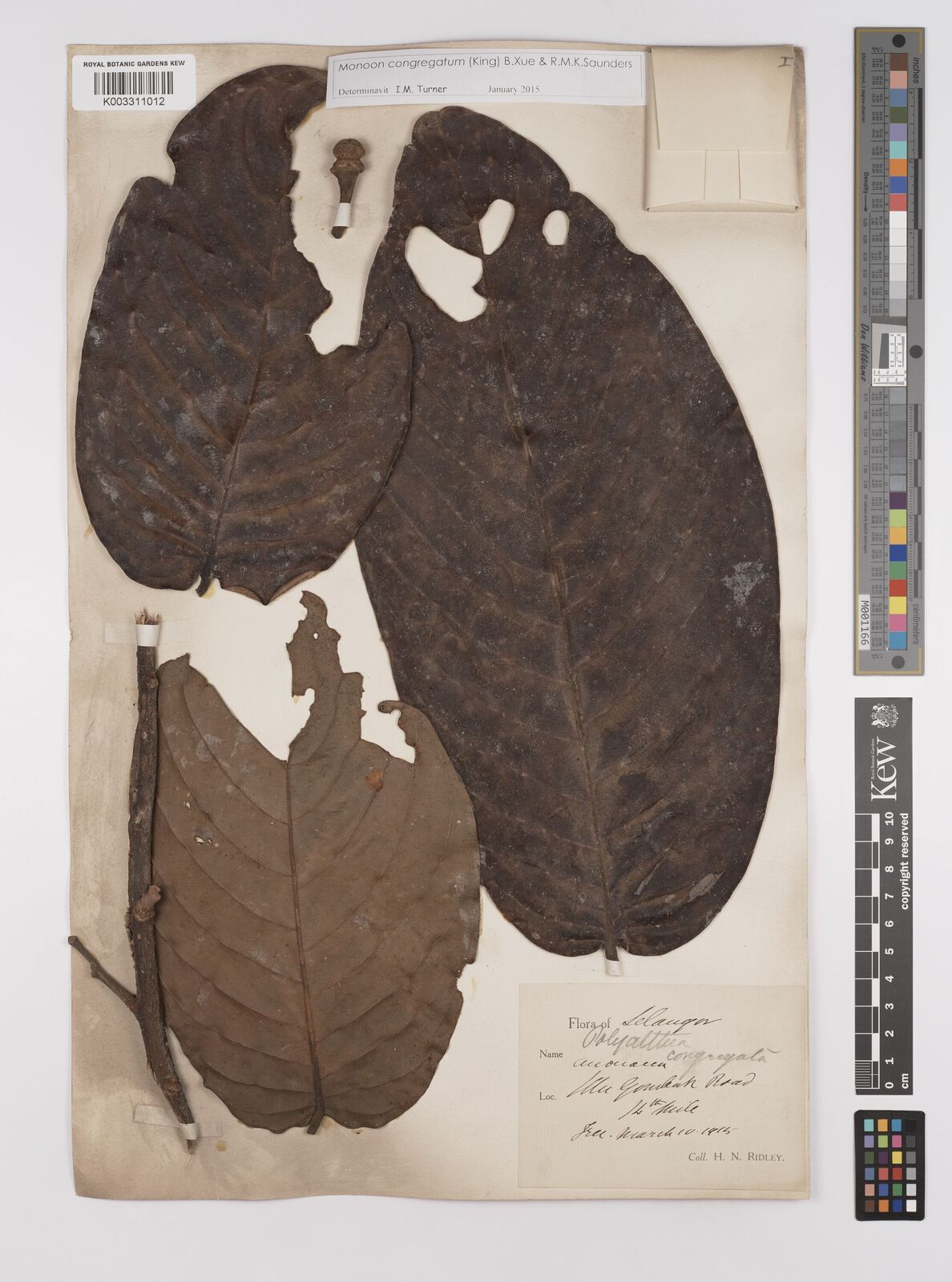 Monoon congregatum (King) B.Xue & R.M.K.Saunders | Plants of the World ...