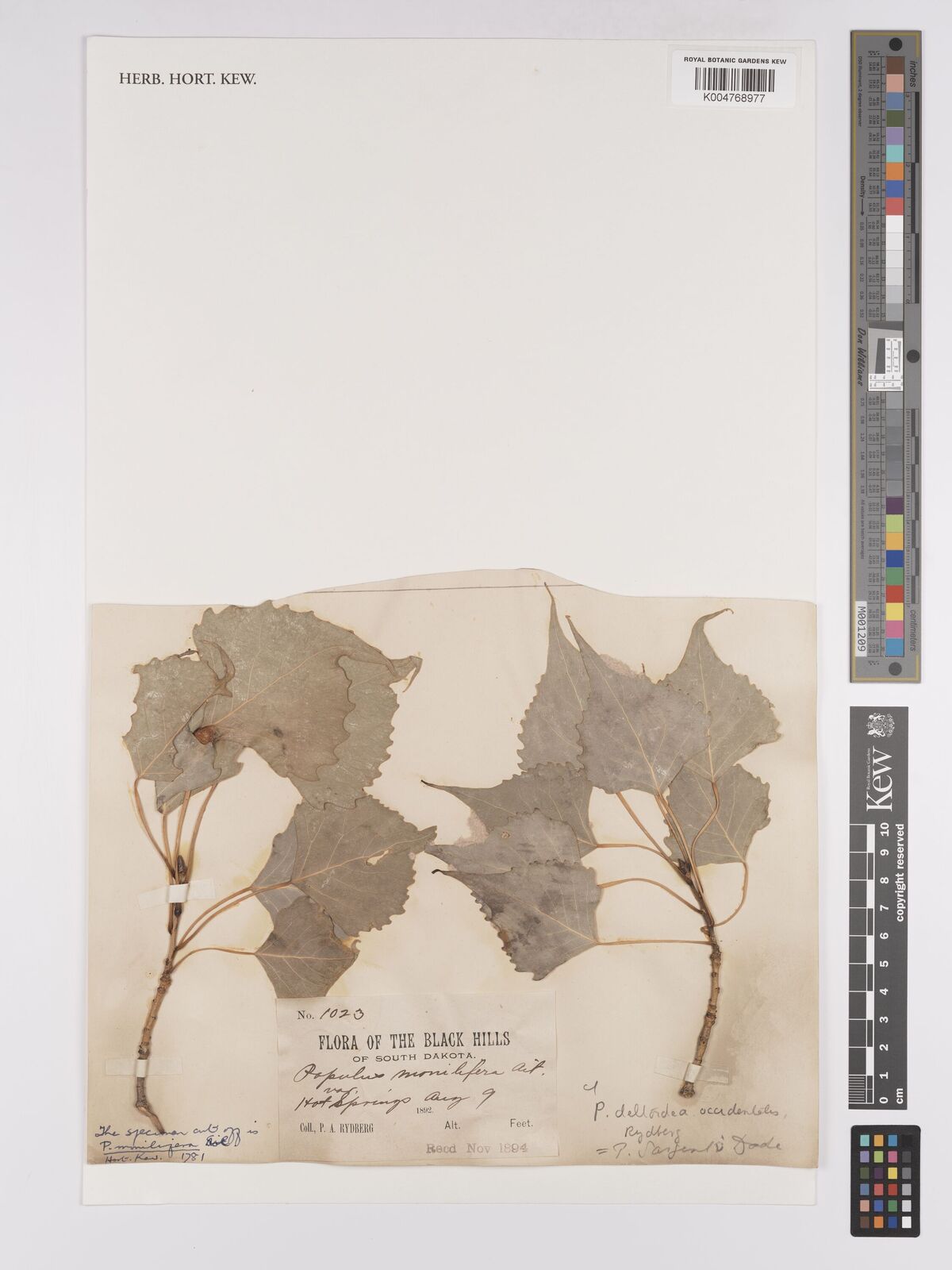 Populus deltoides subsp. monilifera (Aiton) Eckenw. | Plants of the ...