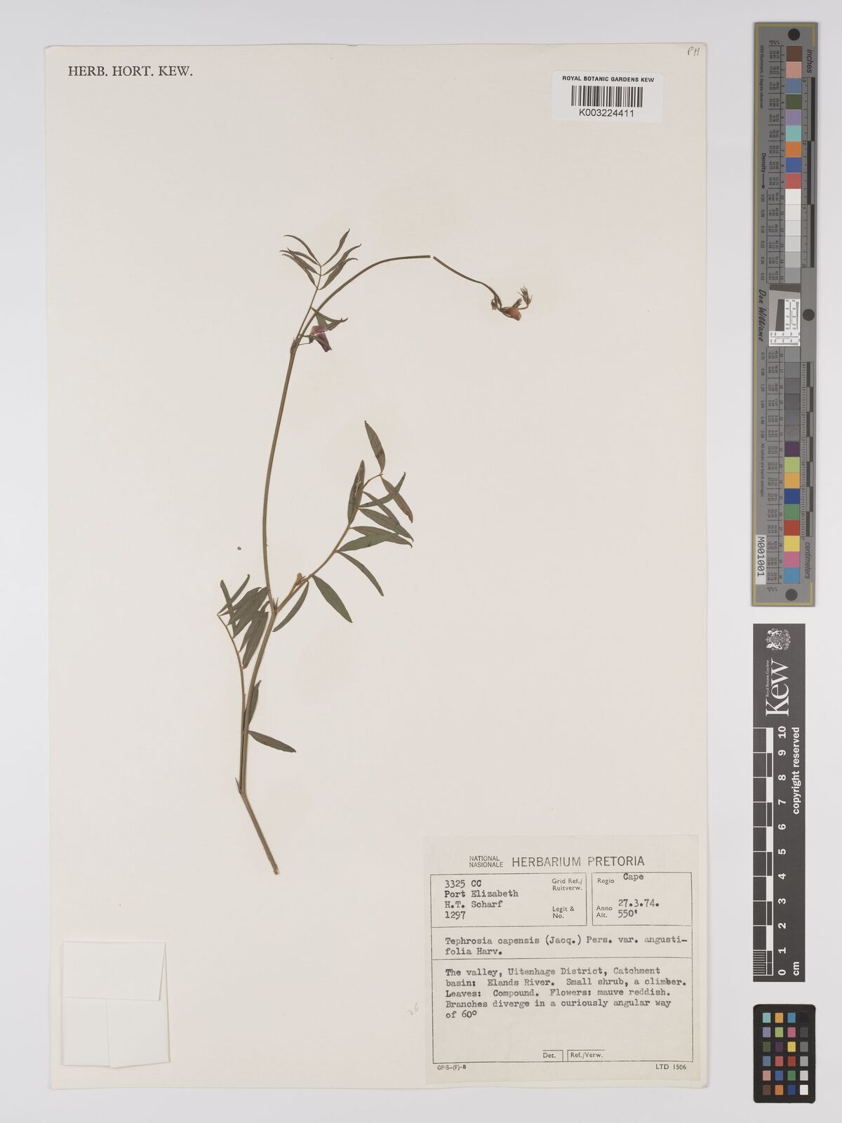 Tephrosia capensis var. angustifolia Harv. | Plants of the World Online ...