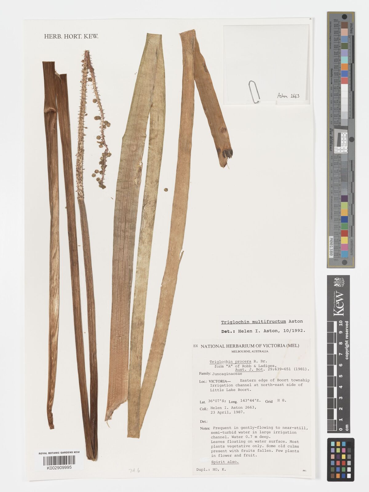 Cycnogeton multifructus (Aston) Mering & Kadereit | Plants of the World ...