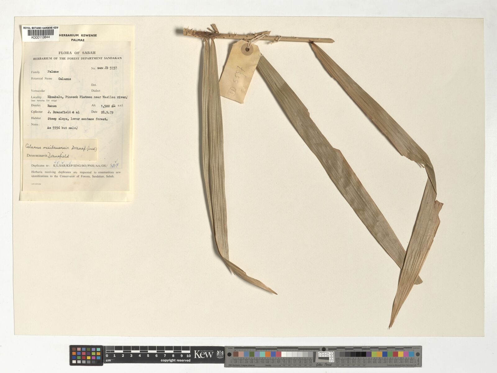 Calamus erioacanthus Becc. | Plants of the World Online | Kew Science