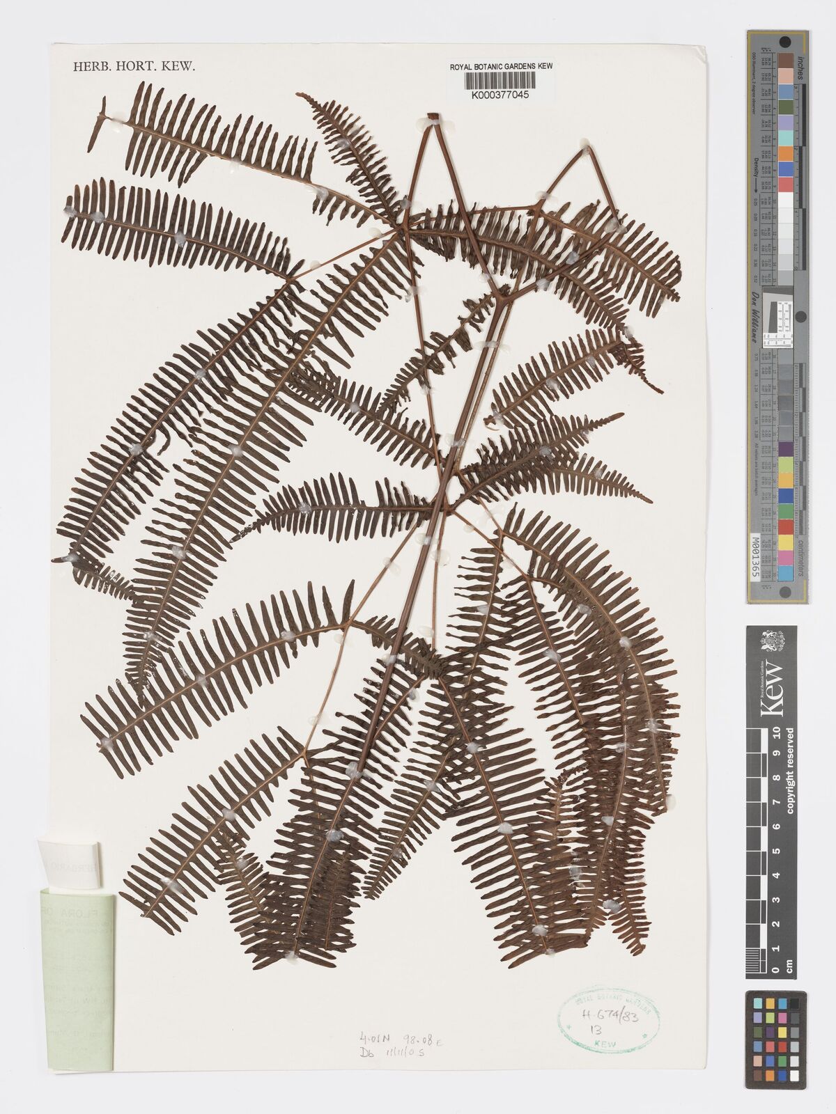 Dicranopteris subspeciosa (Holttum) Y.H.Yan & Z.Y.Wei | Plants of the ...