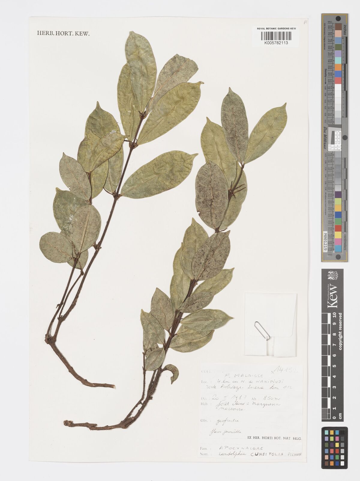Landolphia cuneifolia Pichon | Plants of the World Online | Kew Science