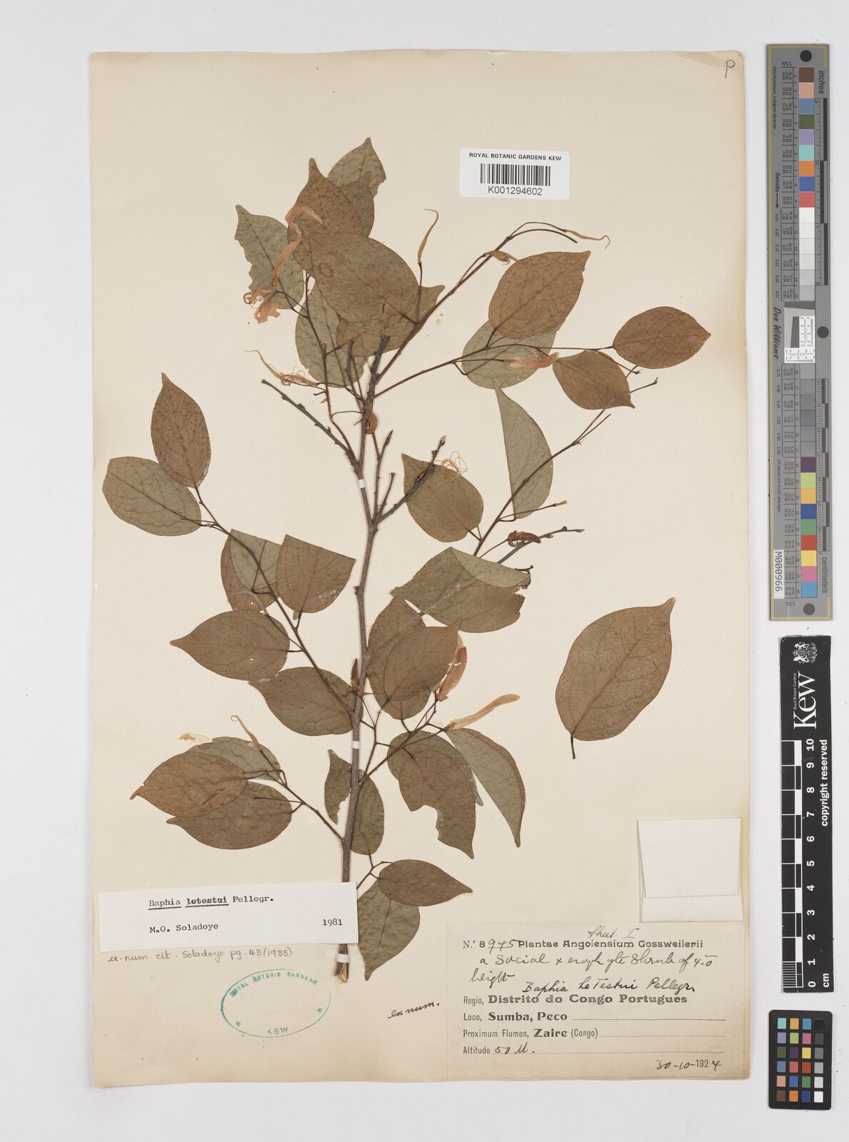 Baphia letestui Pellegr. | Plants of the World Online | Kew Science