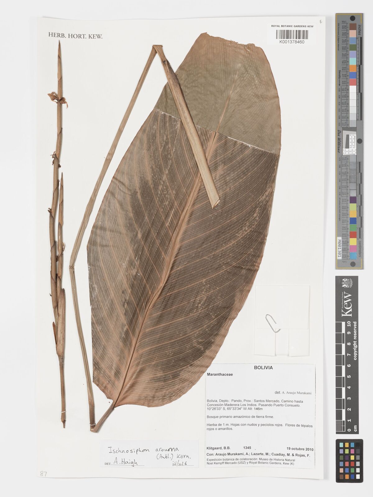 Ischnosiphon arouma (Aubl.) Körn. | Plants of the World Online | Kew ...