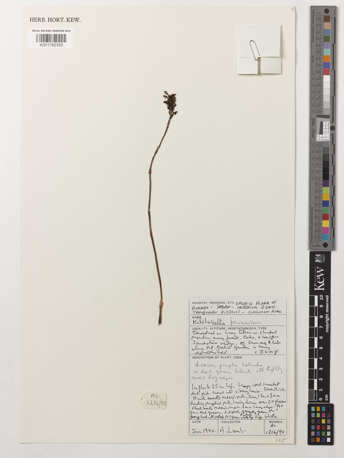 Odontochilus javanicus (J.J.Sm.) T.Yukawa | Plants of the World Online ...