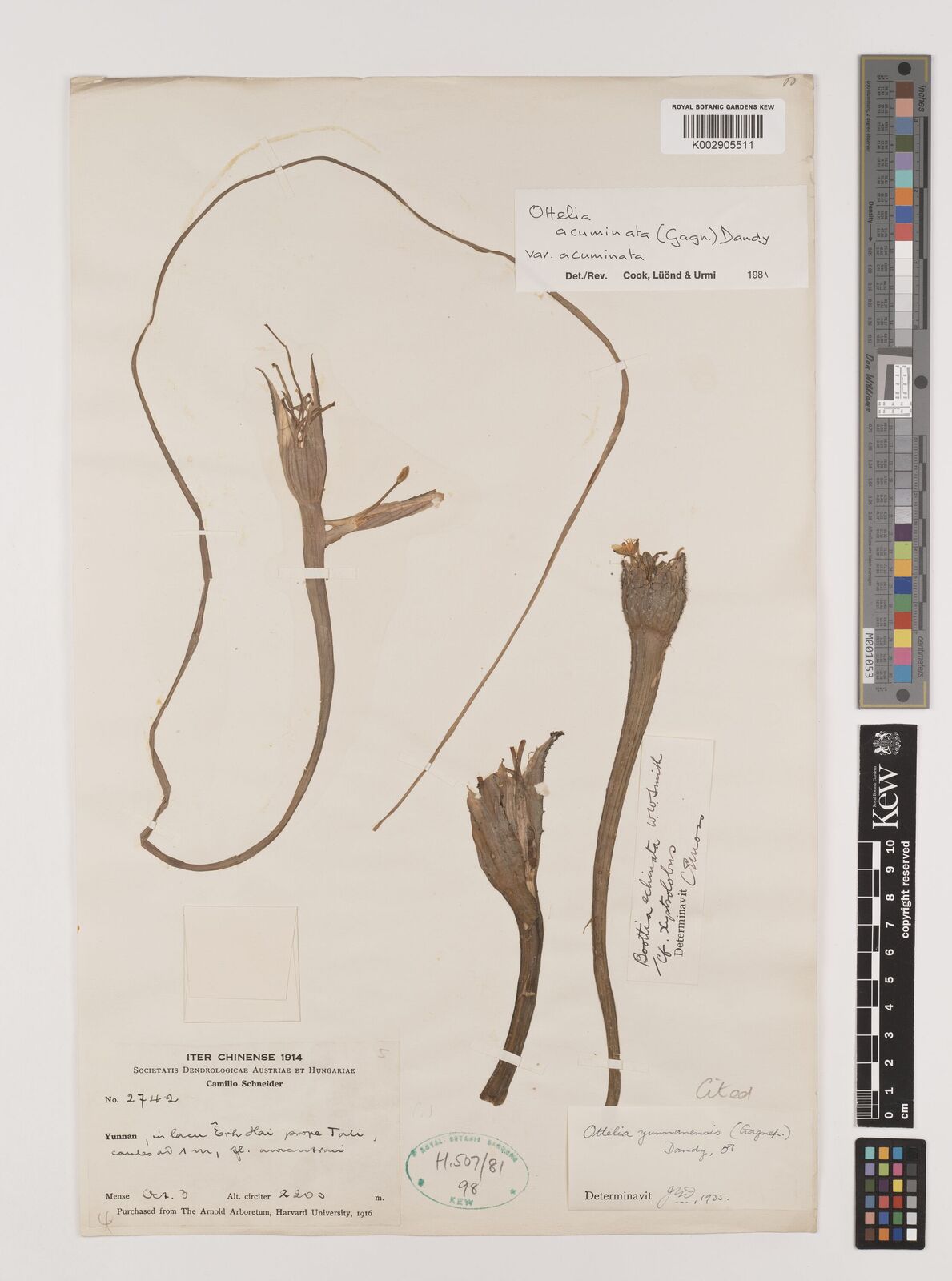 Ottelia acuminata (Gagnep.) Dandy | Plants of the World Online | Kew ...