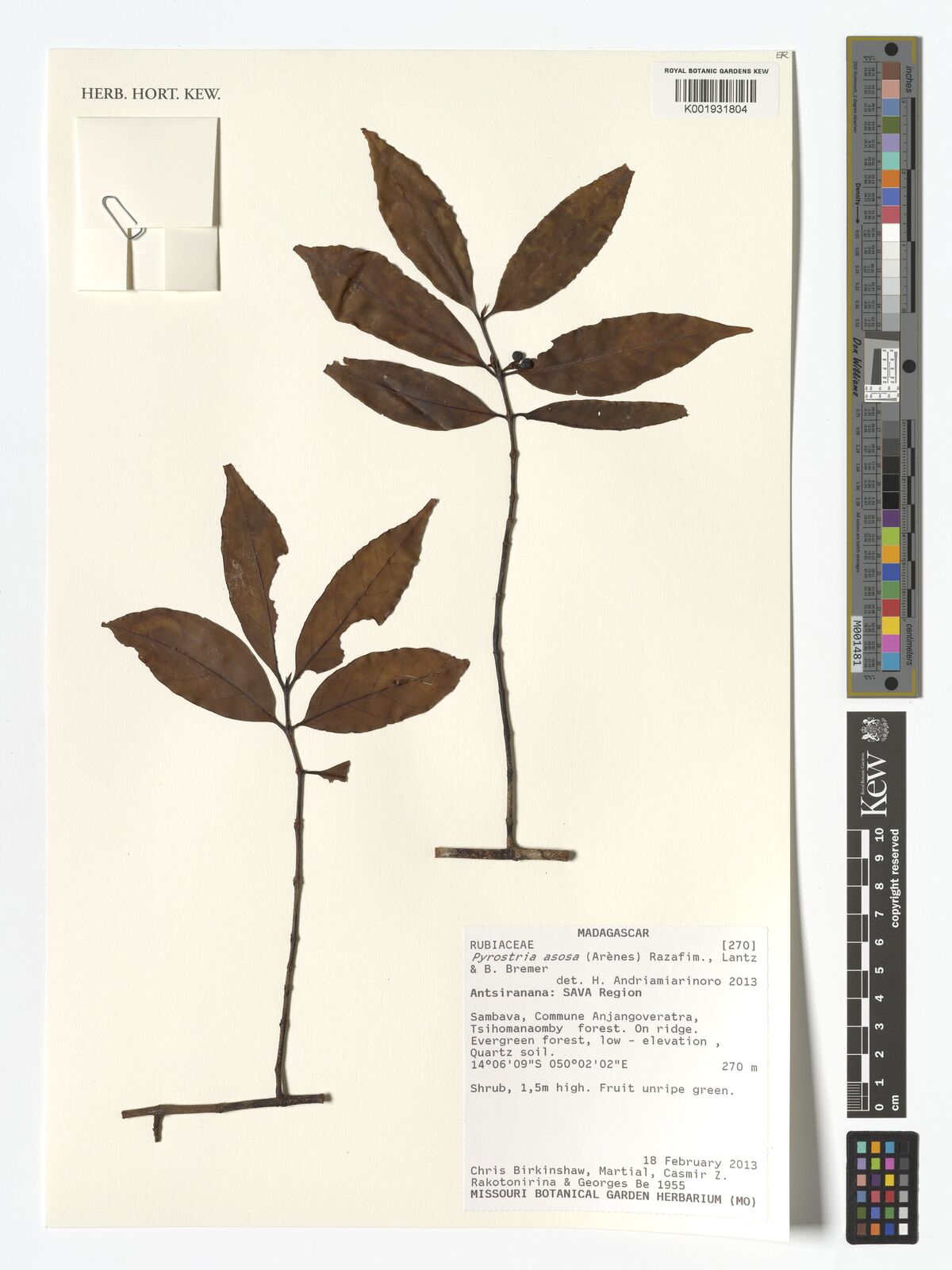 Pyrostria Comm. ex A.Juss. | Plants of the World Online | Kew Science