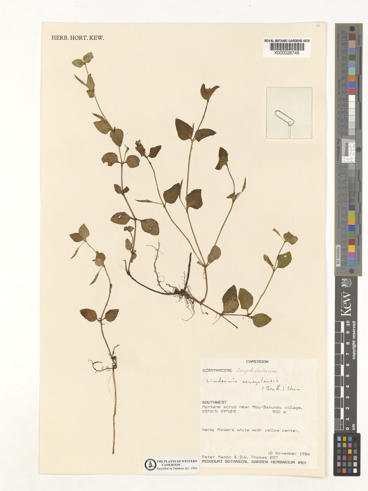 Vandellia senegalensis Benth. | Plants of the World Online | Kew Science