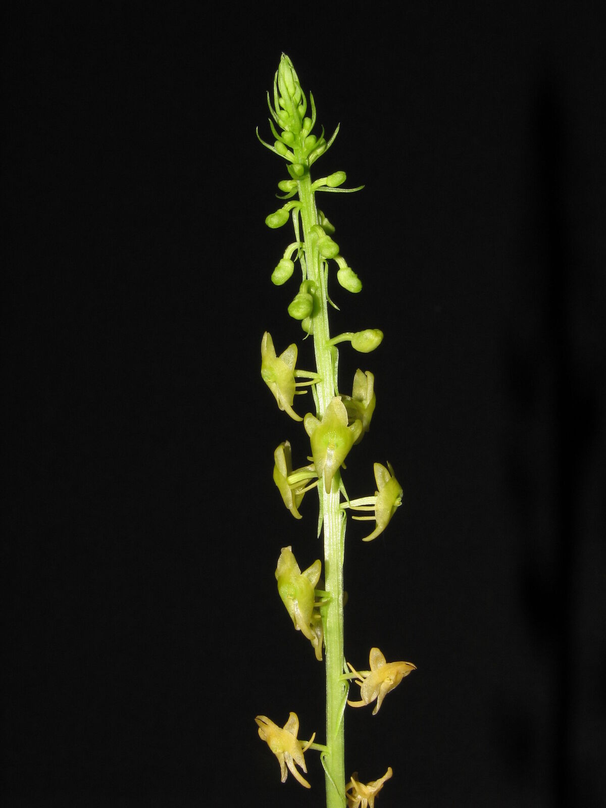 Crepidium acuminatum (D.Don) Szlach. | Plants of the World Online | Kew ...