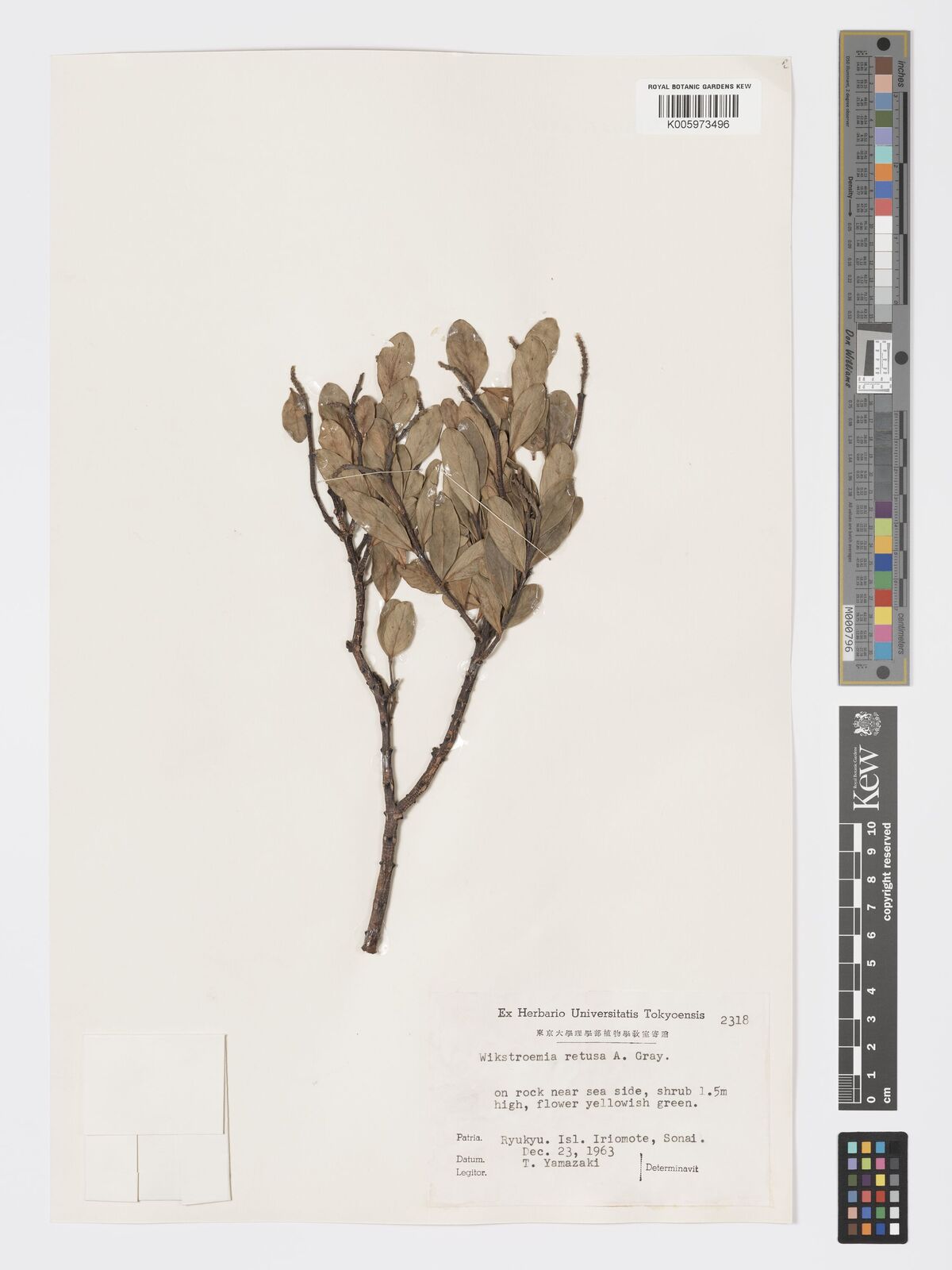 Wikstroemia retusa A.Gray | Plants of the World Online | Kew Science