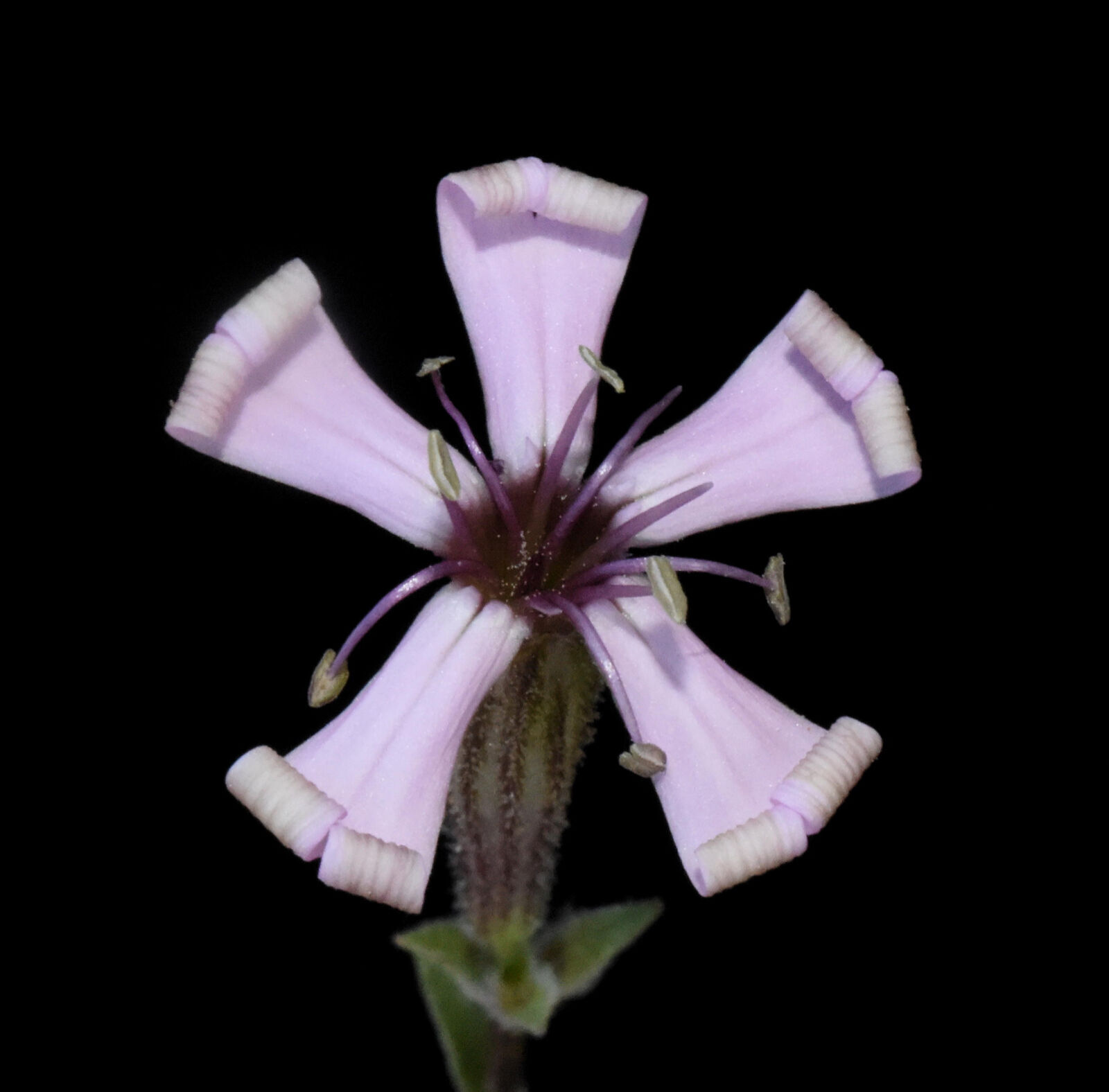 Silene fruticosa L. | Plants of the World Online | Kew Science