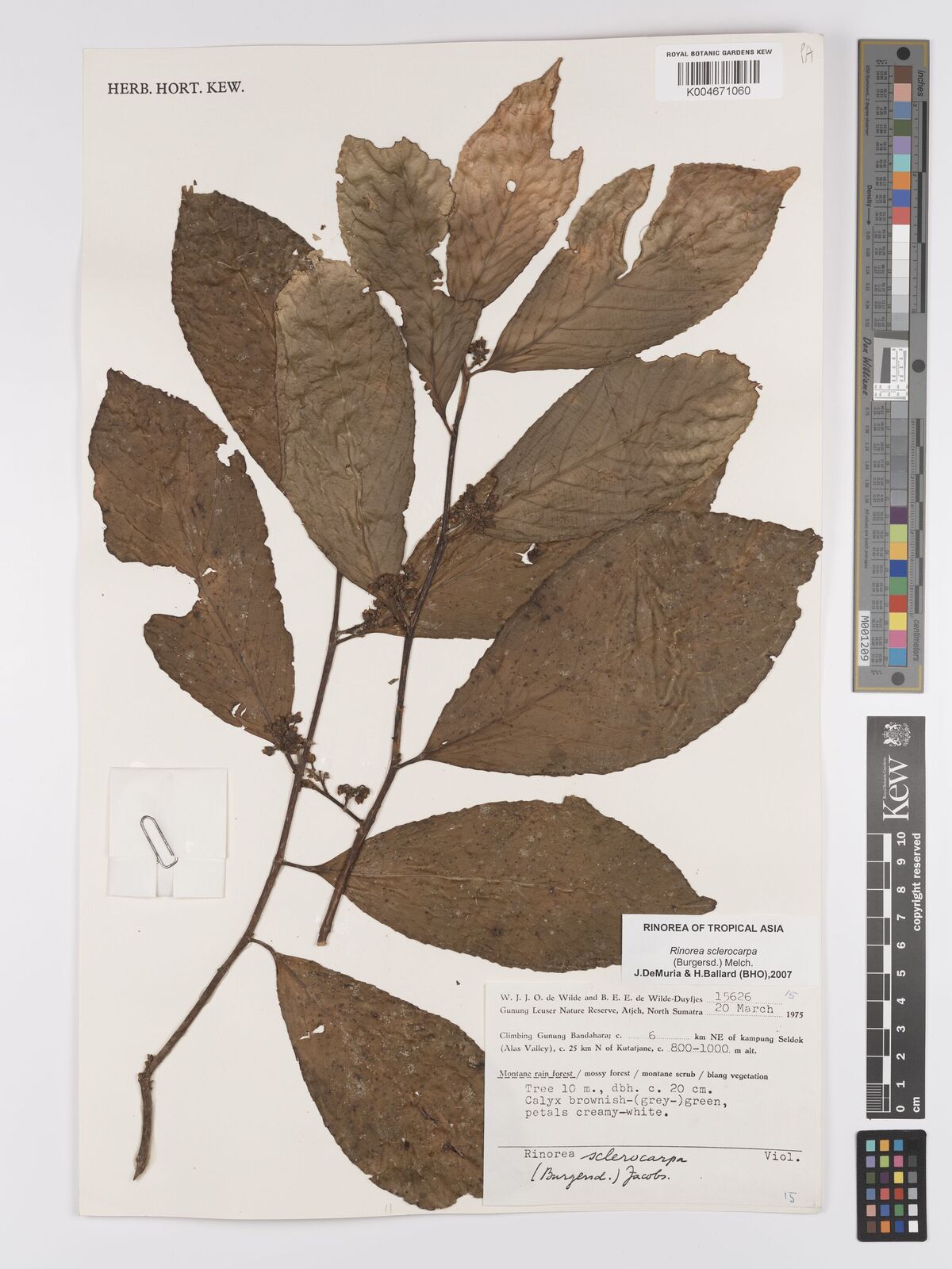 Rinorea sclerocarpa (Burgersd.) Melch. | Plants of the World Online ...