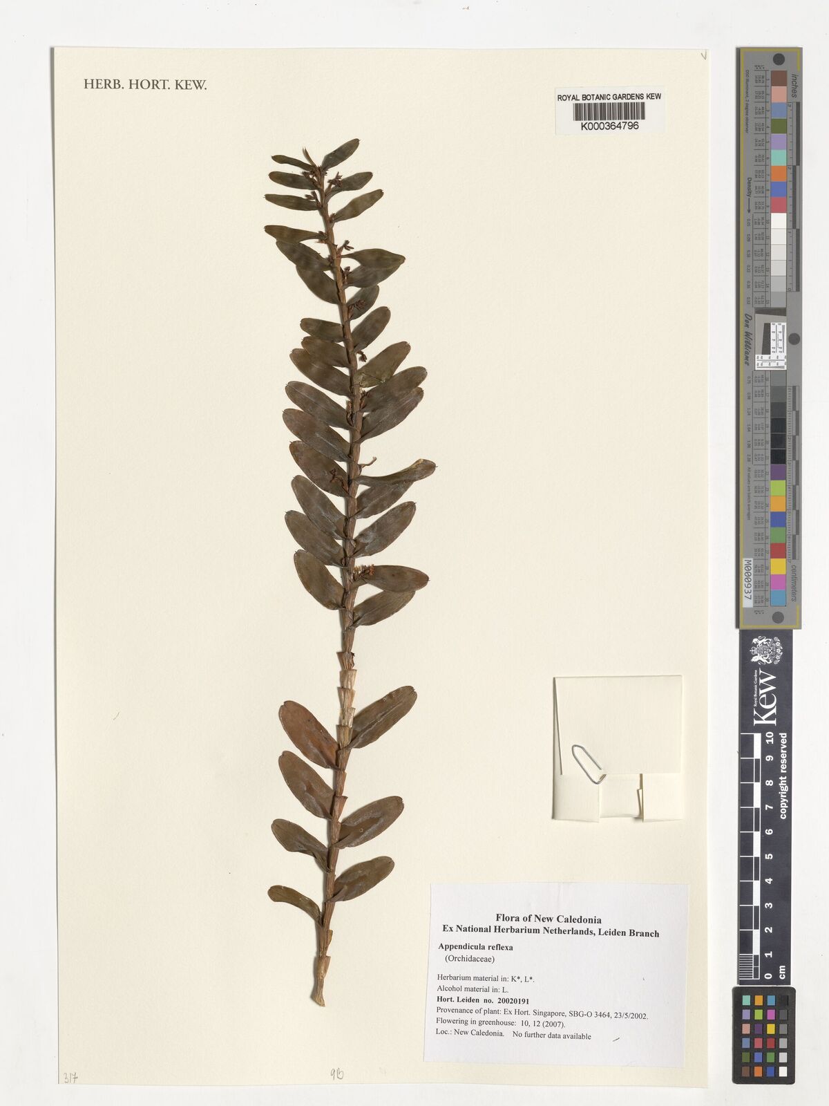 Appendicula reflexa Blume | Plants of the World Online | Kew Science