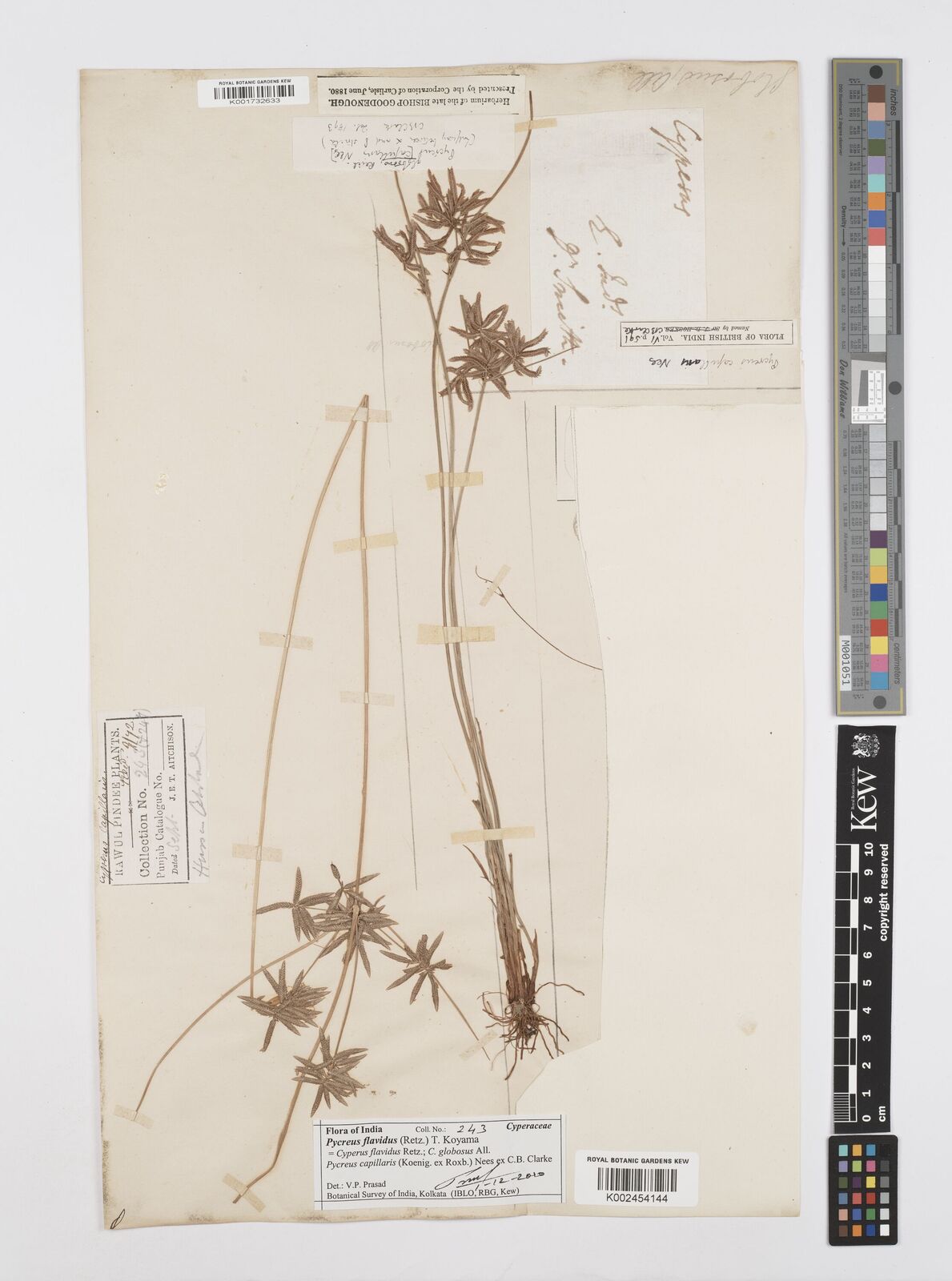 Cyperus flavidus Retz. | Plants of the World Online | Kew Science