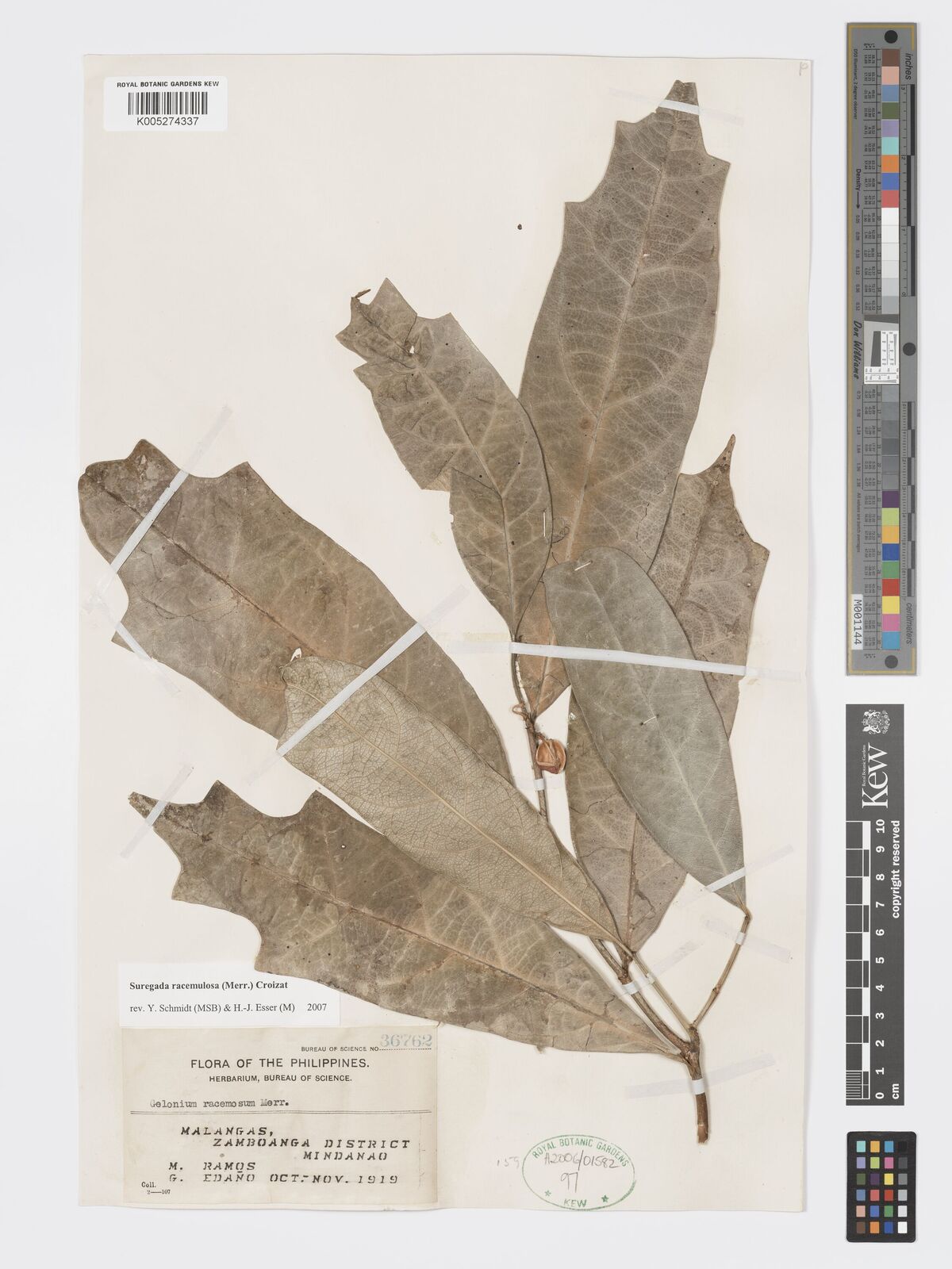 Suregada racemulosa (Merr.) Croizat | Plants of the World Online | Kew ...