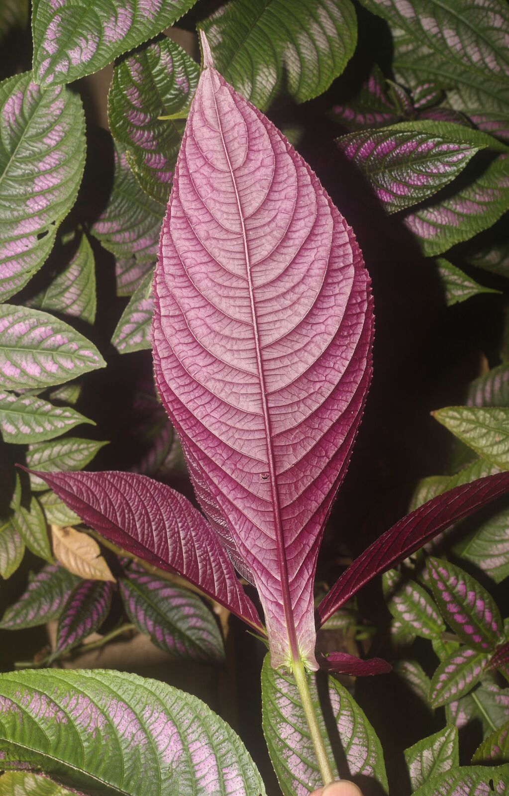 Strobilanthes auriculata var. dyeriana (Mast.) J.R.I.Wood | Plants of ...