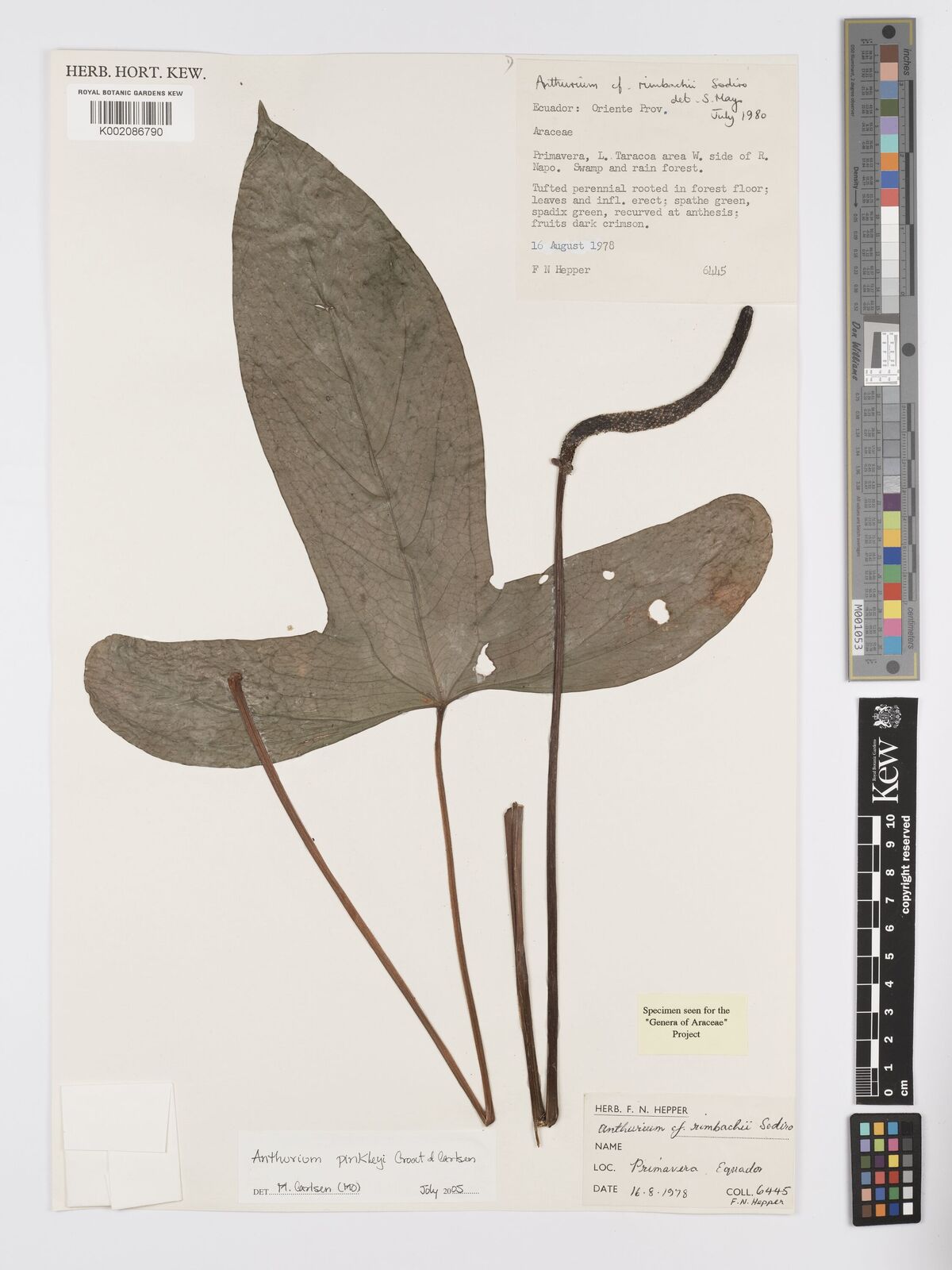 Anthurium pinkleyi Croat & Carlsen | Plants of the World Online | Kew ...