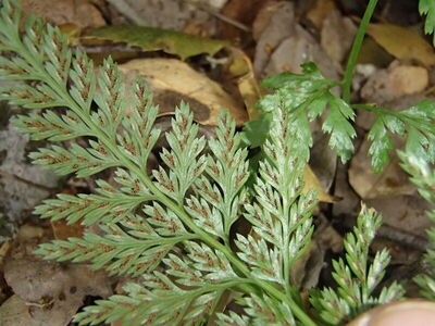 Asplenium L. | Plants of the World Online | Kew Science
