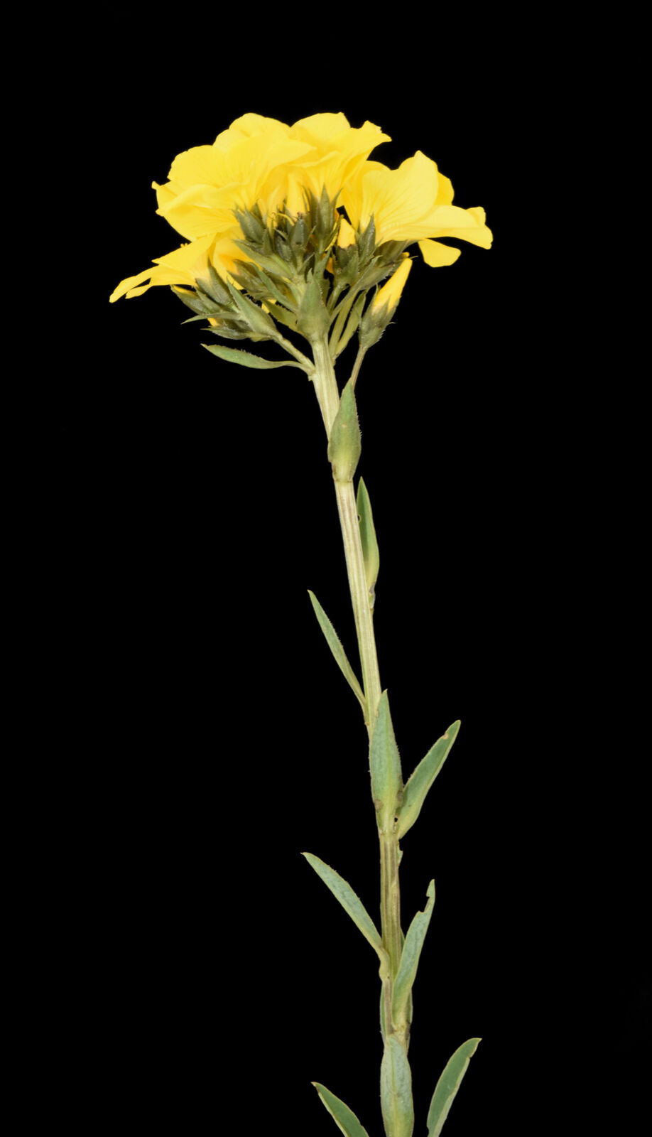 Linum capitatum subsp. capitatum | Plants of the World Online | Kew Science