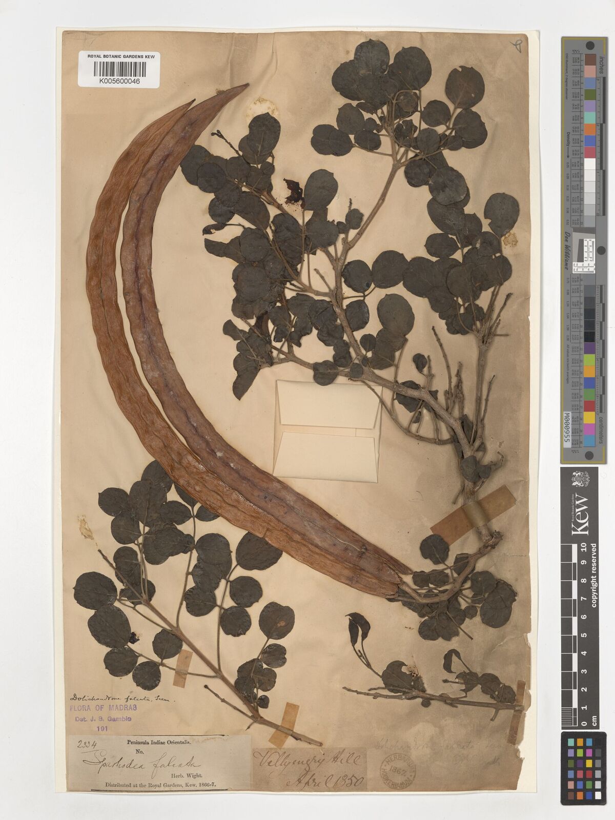 Dolichandrone falcata (Wall. ex DC.) Seem. | Plants of the World Online ...