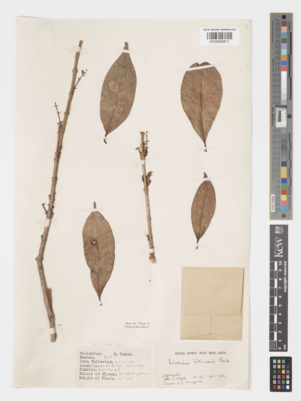 Noronhia africana (Knobl.) Hong-Wa & Besnard | Plants of the World ...