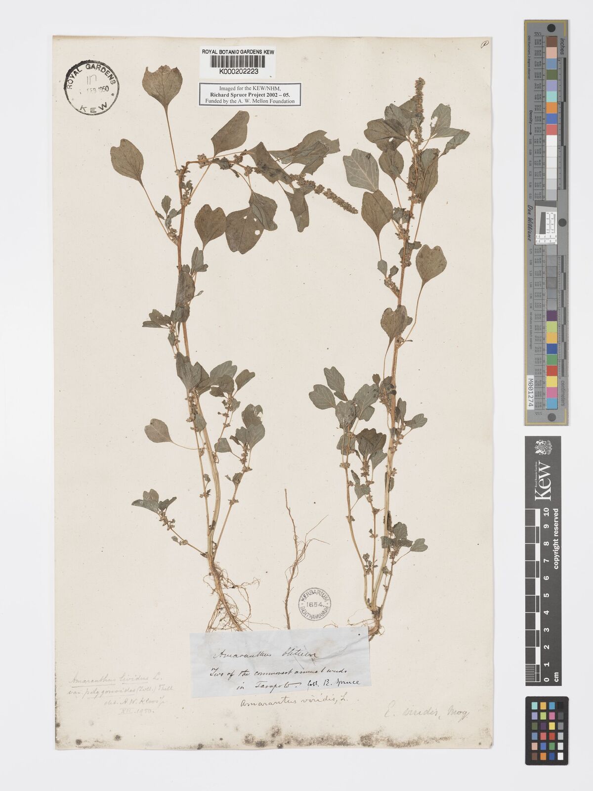 Amaranthus blitum subsp. emarginatus (Salzm. ex Uline & Bray) Carretero ...