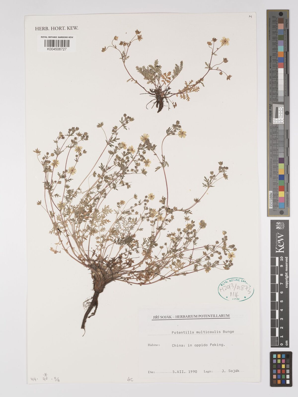 Potentilla multicaulis Bunge | Plants of the World Online | Kew Science