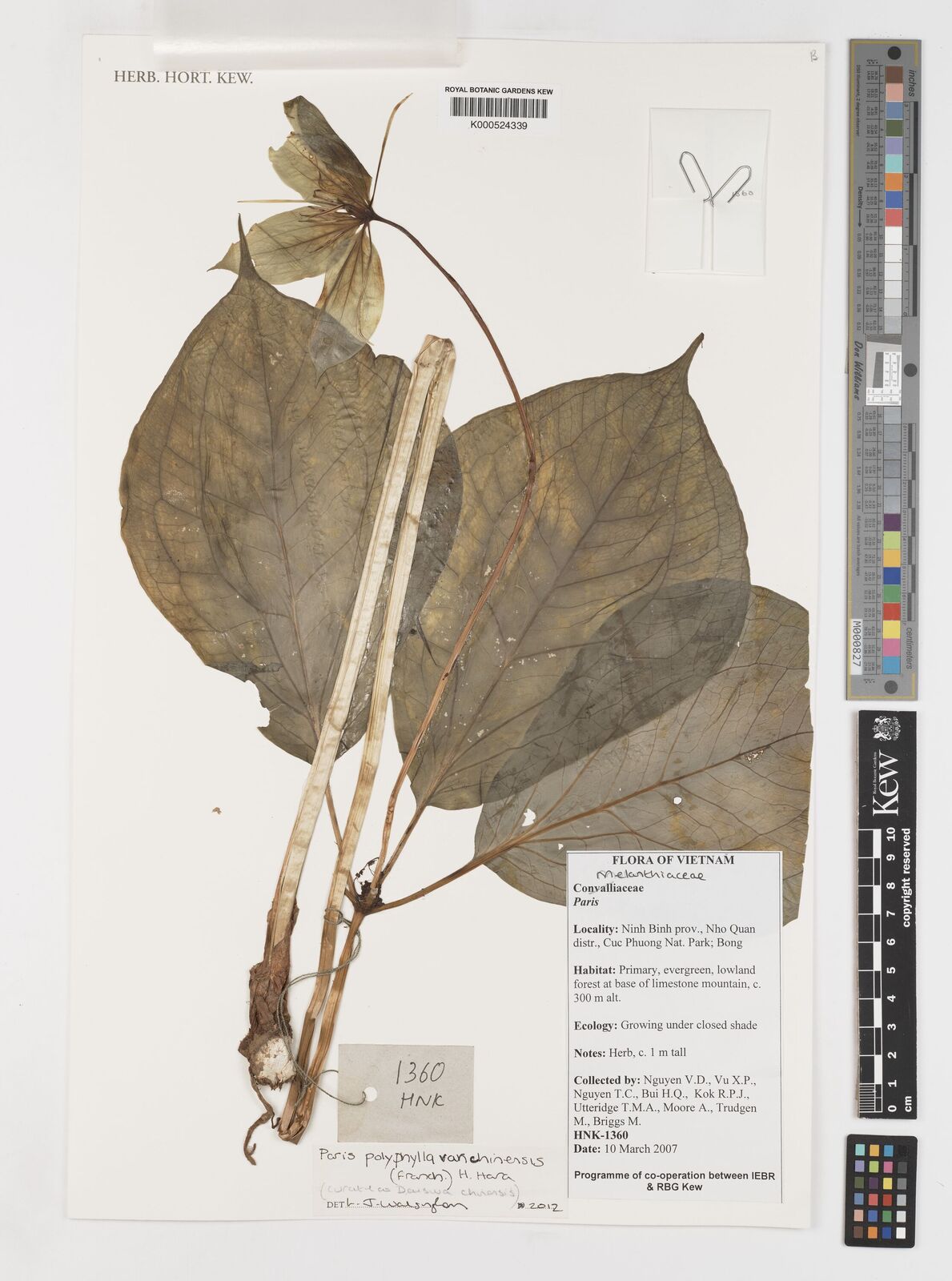Paris chinensis Franch. | Plants of the World Online | Kew Science