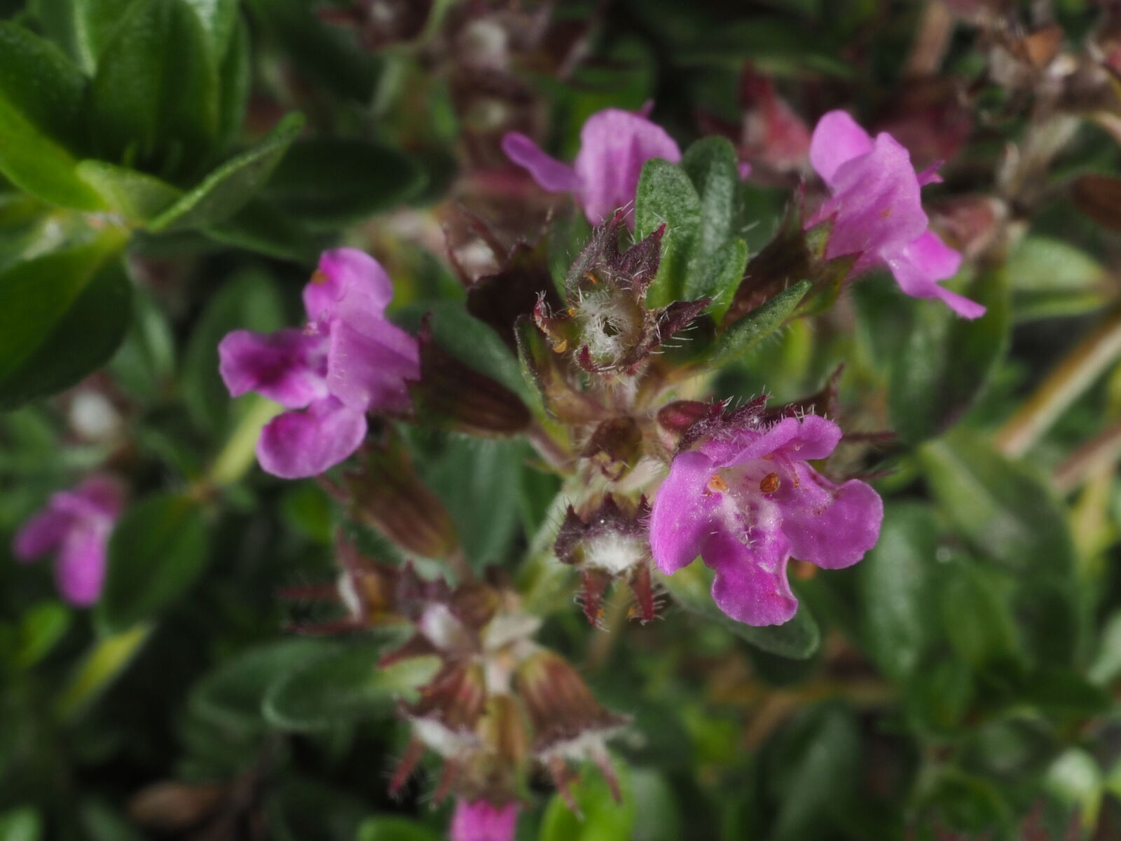 Thymus × citriodorus (Pers.) Schreb. | Plants of the World Online | Kew ...