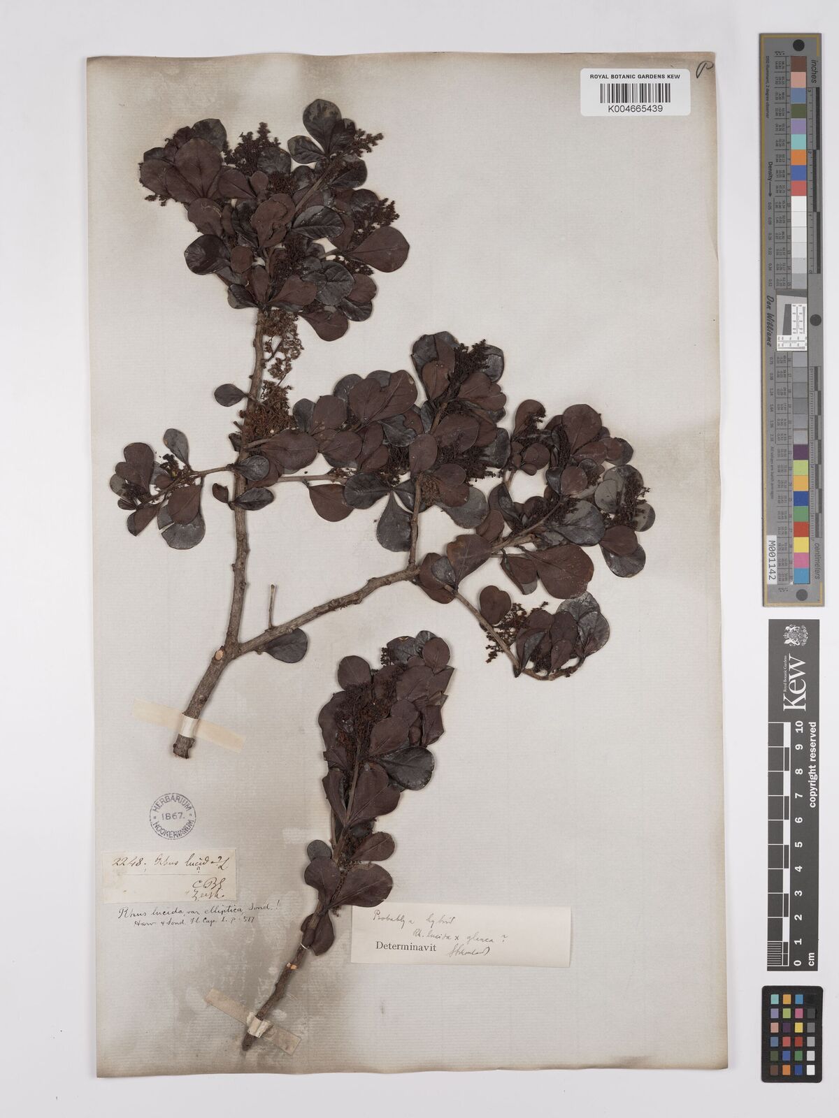 Searsia lucida f. lucida | Plants of the World Online | Kew Science