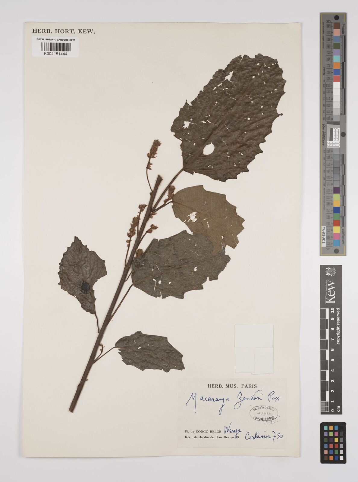 Macaranga monandra Müll.Arg. | Plants of the World Online | Kew Science