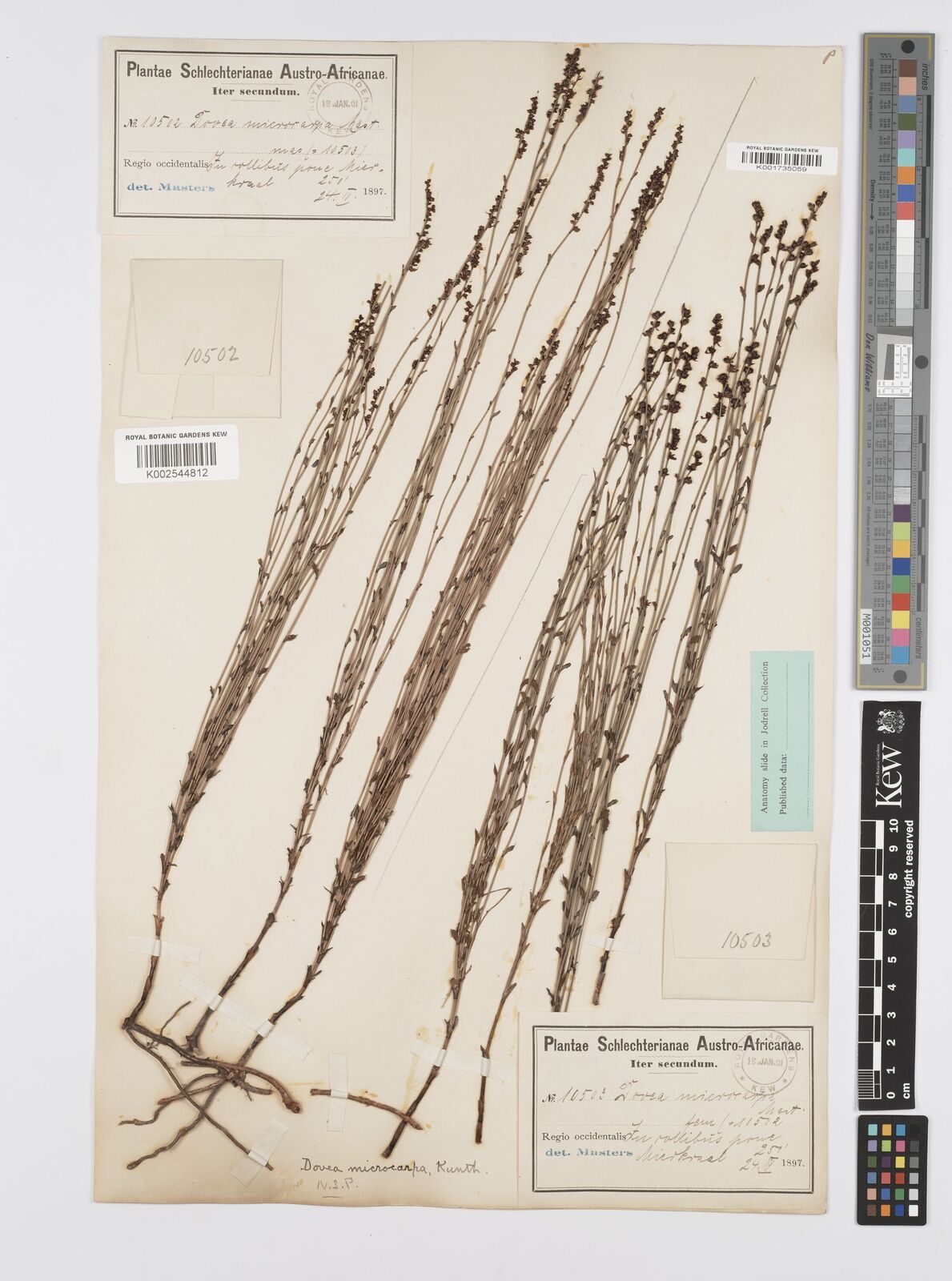 Elegia microcarpa (Kunth) Moline & H.P.Linder | Plants of the World ...