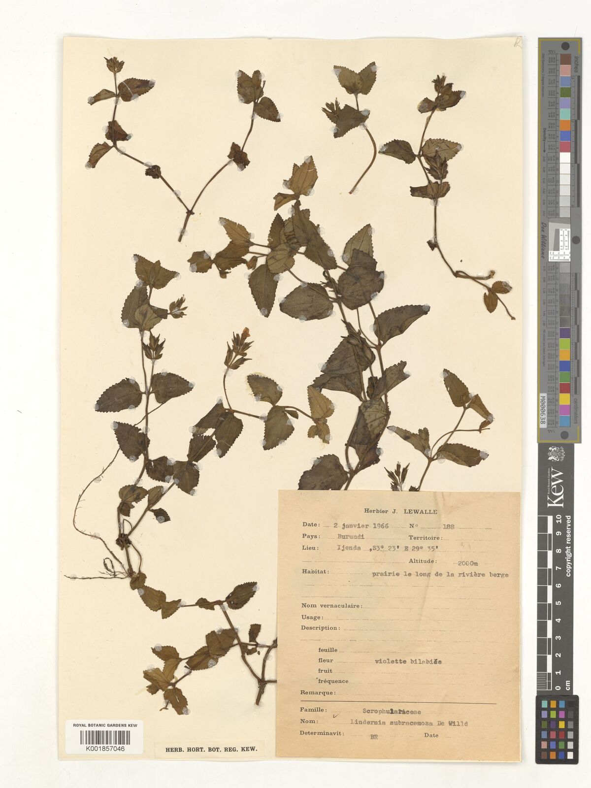 Vandellia subracemosa (De Wild.) Eb.Fisch., Schäferh. & Kai Müll ...