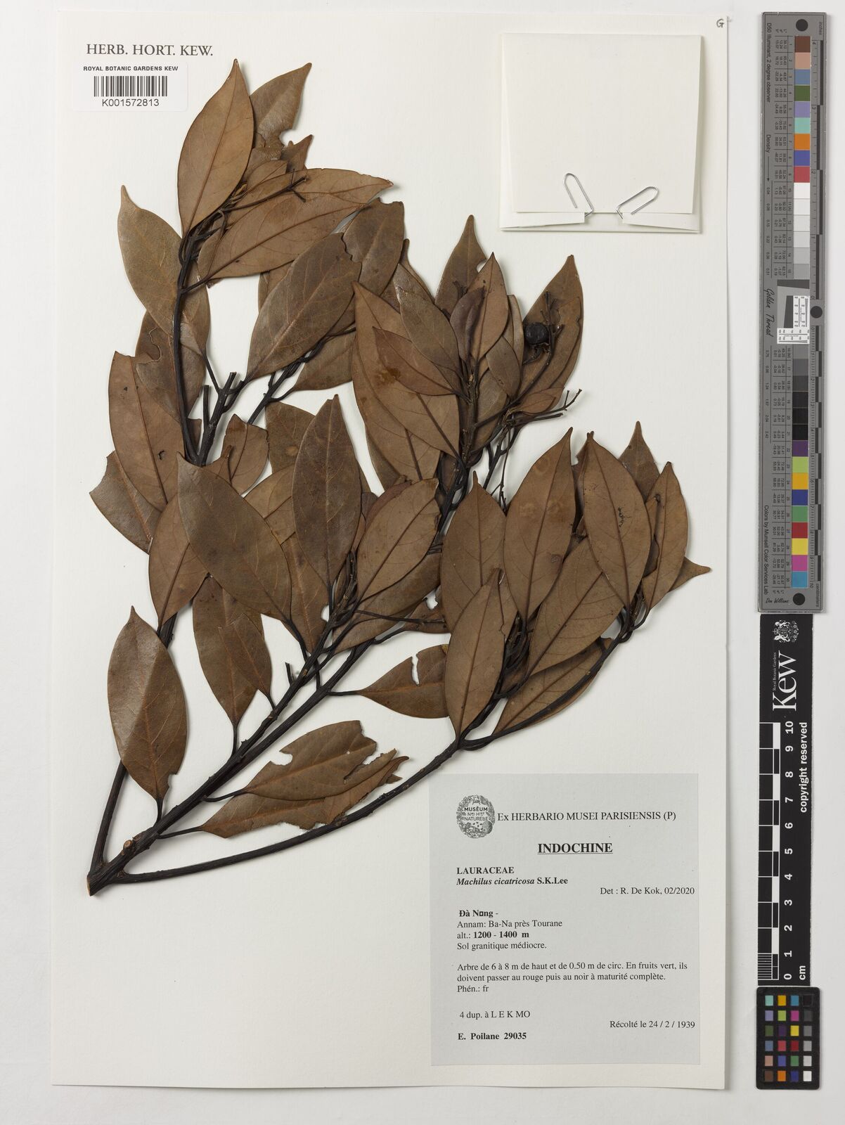 Machilus cicatricosus S.K.Lee | Plants of the World Online | Kew Science