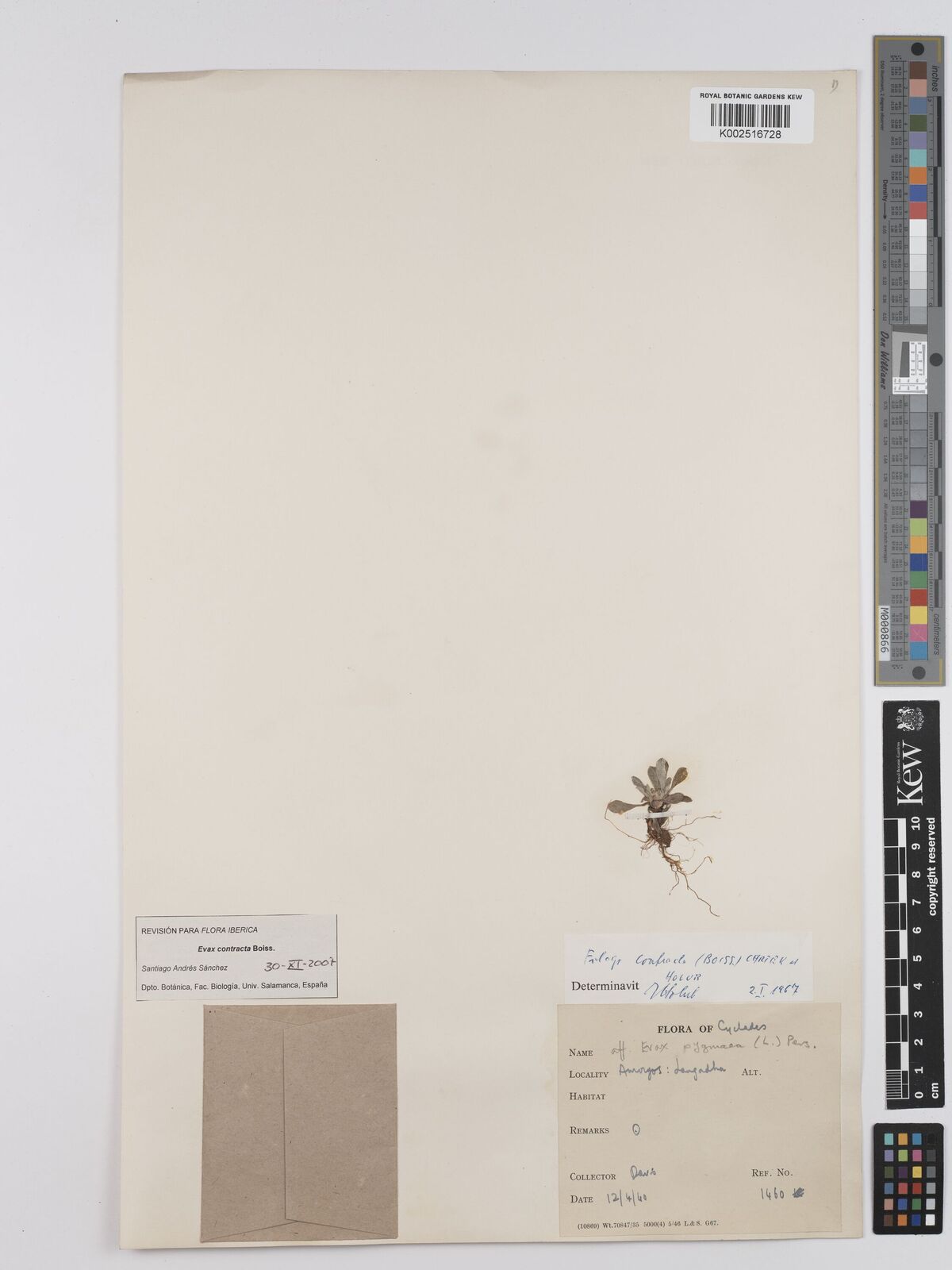 Filago contracta (Boiss.) Chrtek & Holub | Plants of the World Online ...