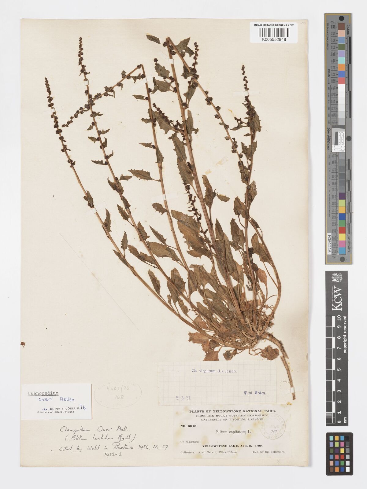 Blitum capitatum subsp. hastatum (Rydb.) Mosyakin | Plants of the World ...