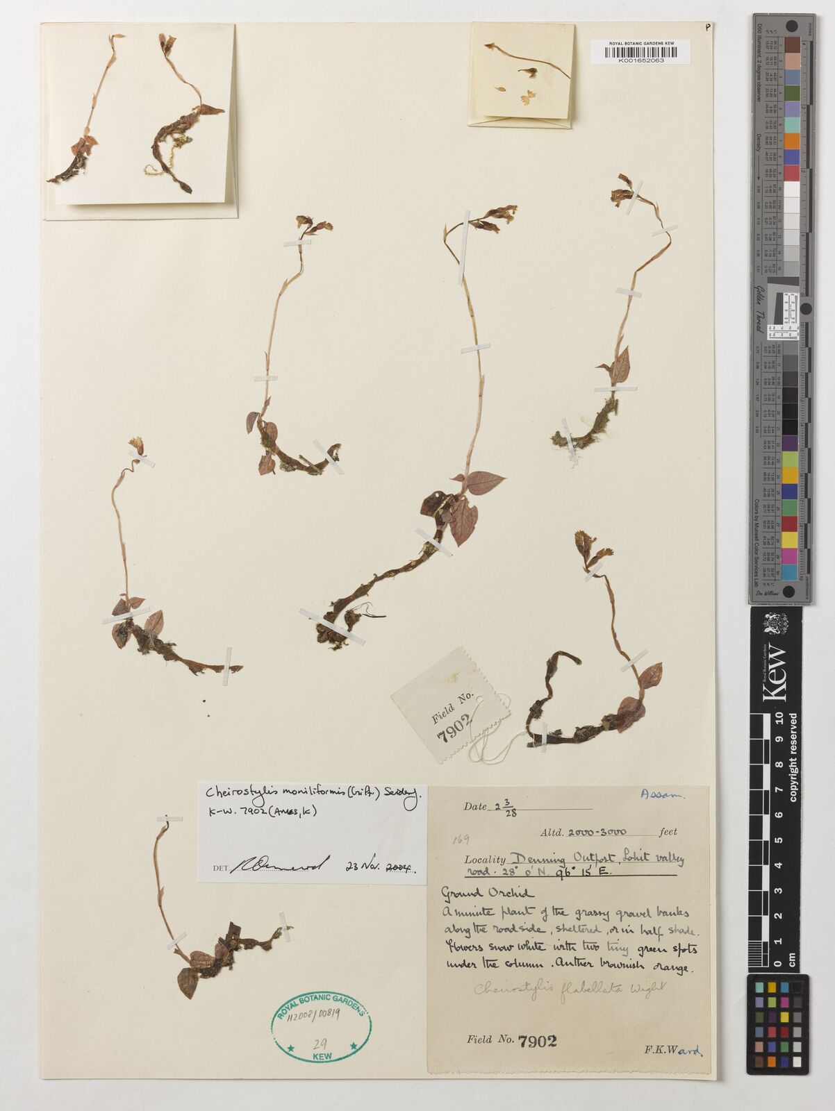 Cheirostylis moniliformis (Griff.) Seidenf. | Plants of the World ...