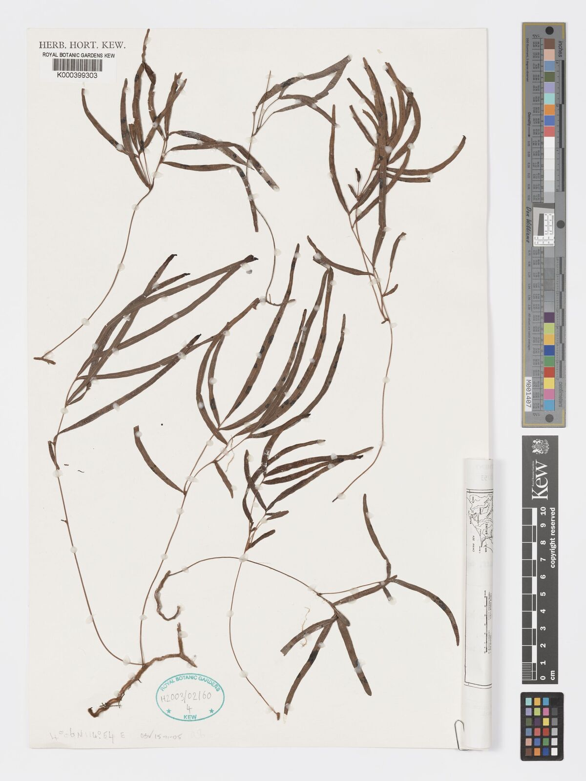 Matoniaceae C.Presl | Plants of the World Online | Kew Science