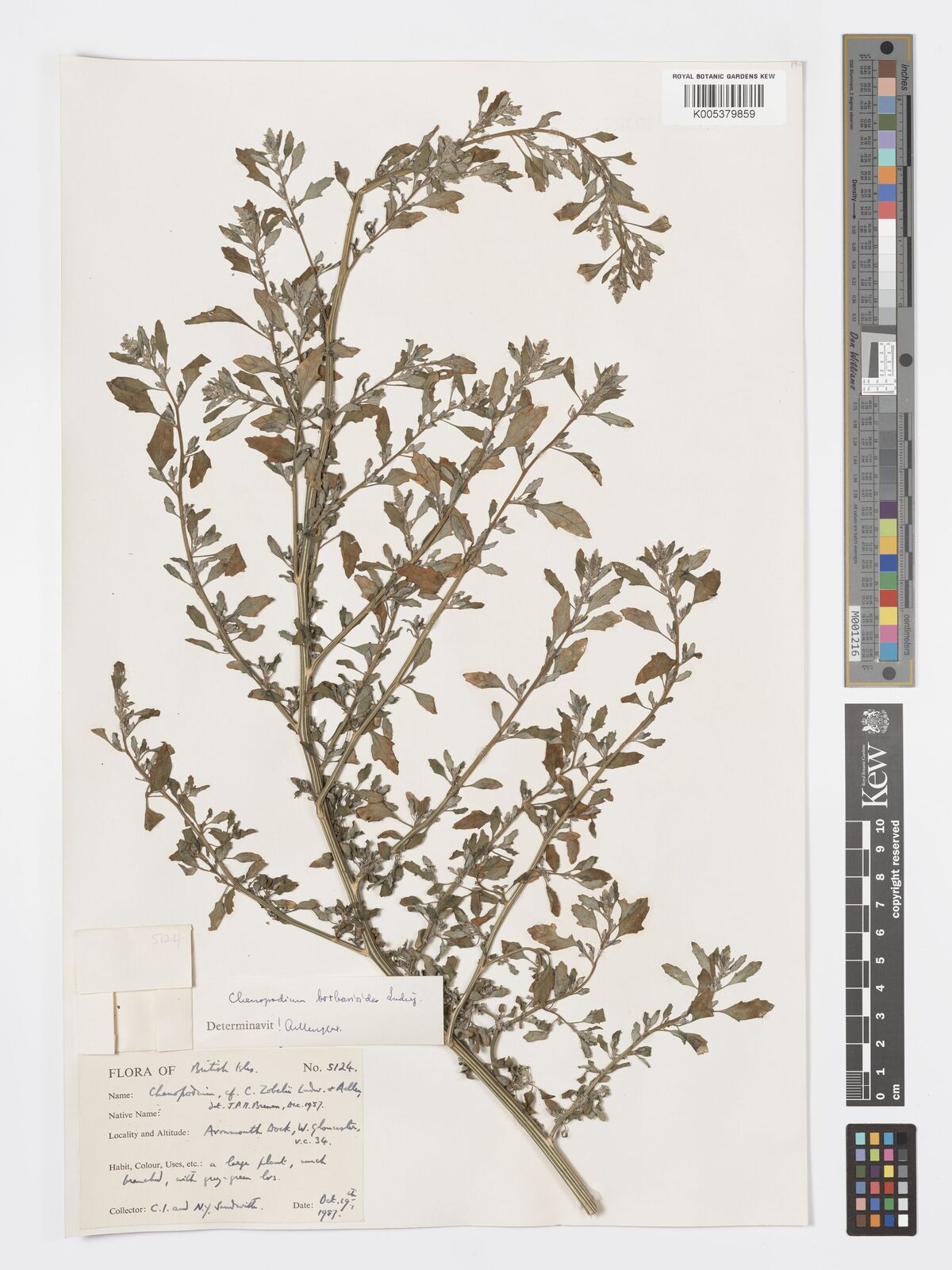 Chenopodium × borbasii Murr | Plants of the World Online | Kew Science