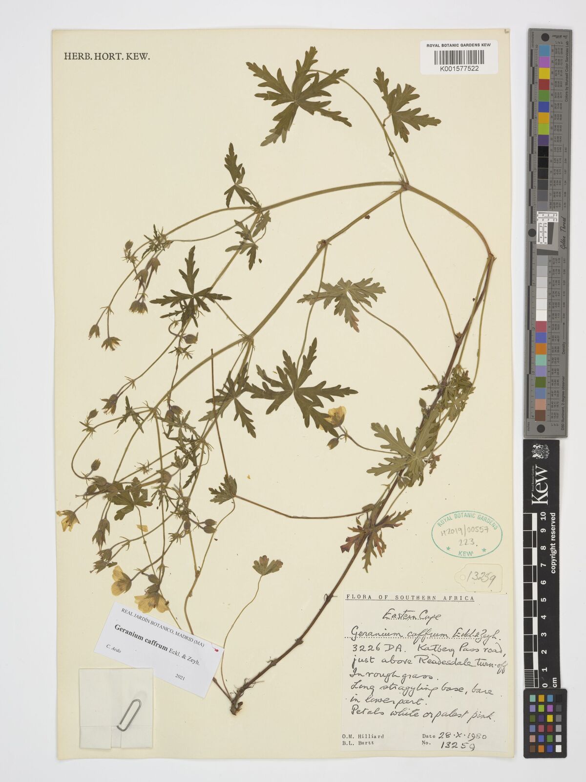 Geranium afrum Eckl. & Zeyh. | Plants of the World Online | Kew Science