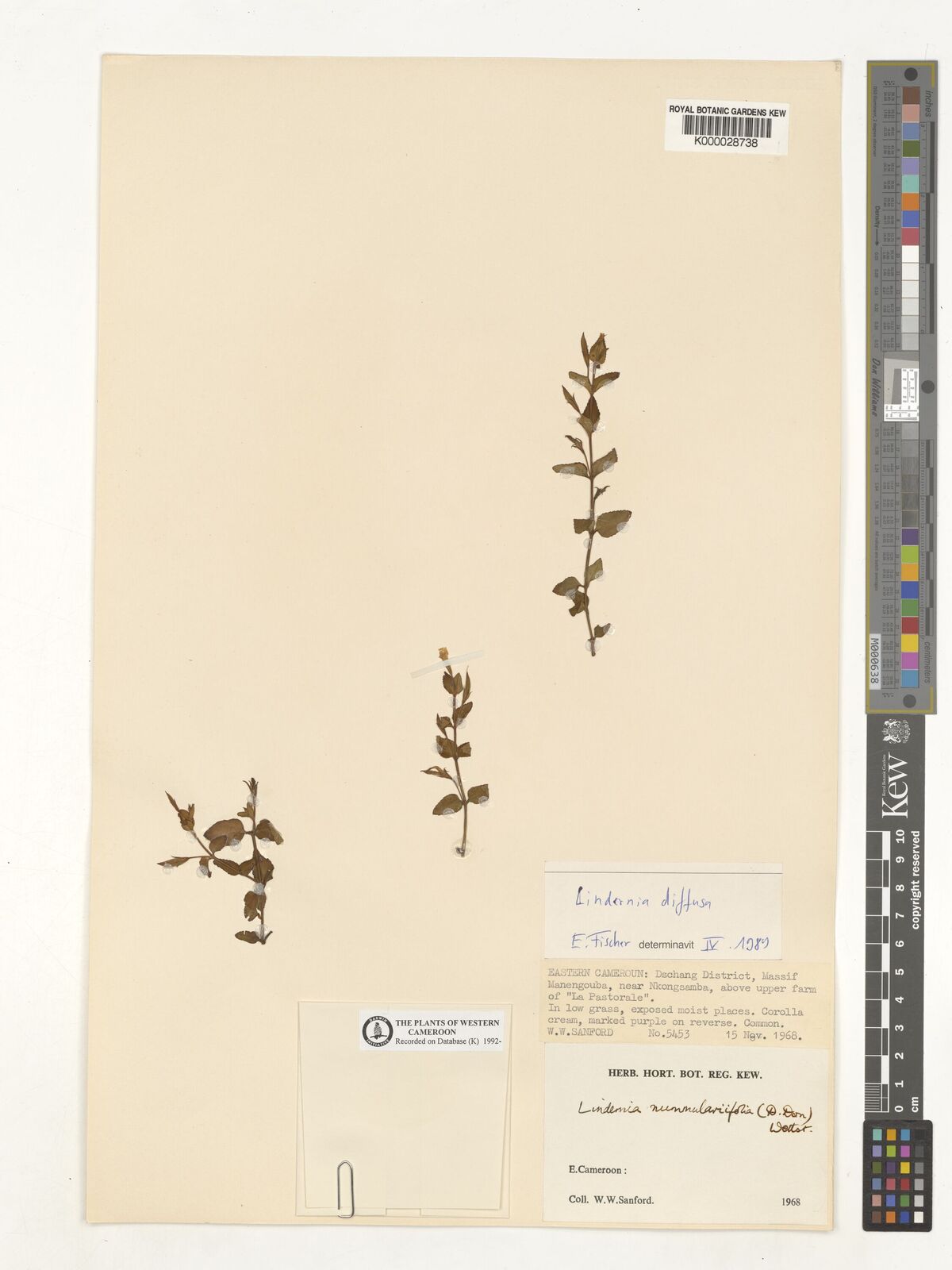 Vandellia diffusa L. | Plants of the World Online | Kew Science