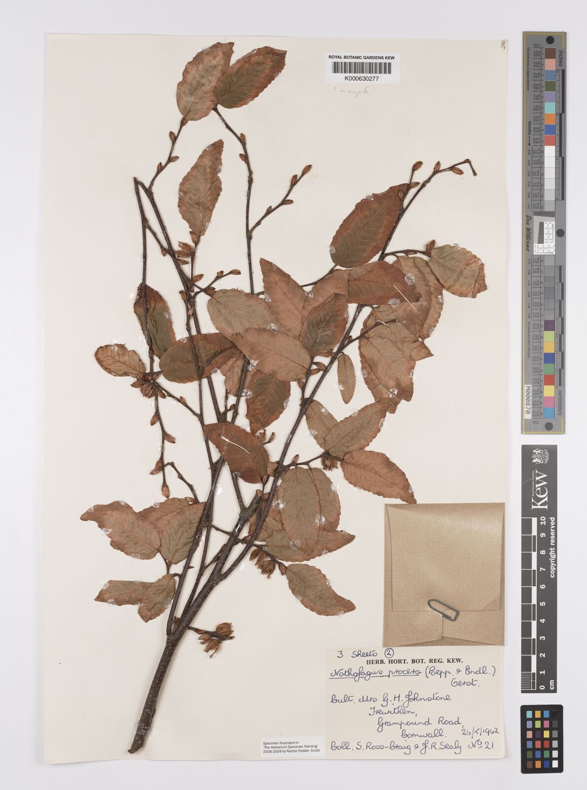 Nothofagus alpina (Poepp. & Endl.) Oerst. | Plants of the World Online ...