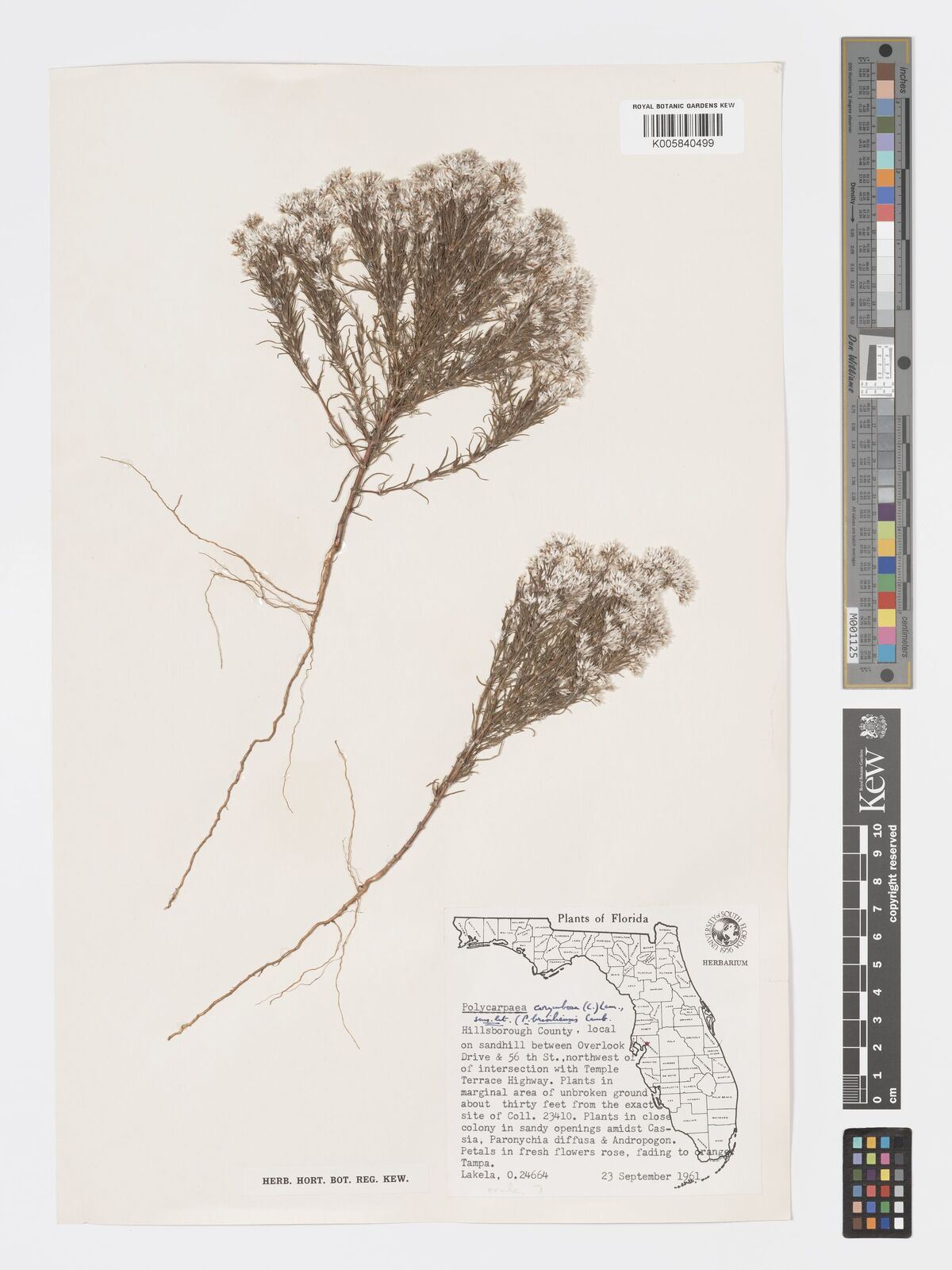 Polycarpaea corymbosa var. corymbosa | Plants of the World Online | Kew ...