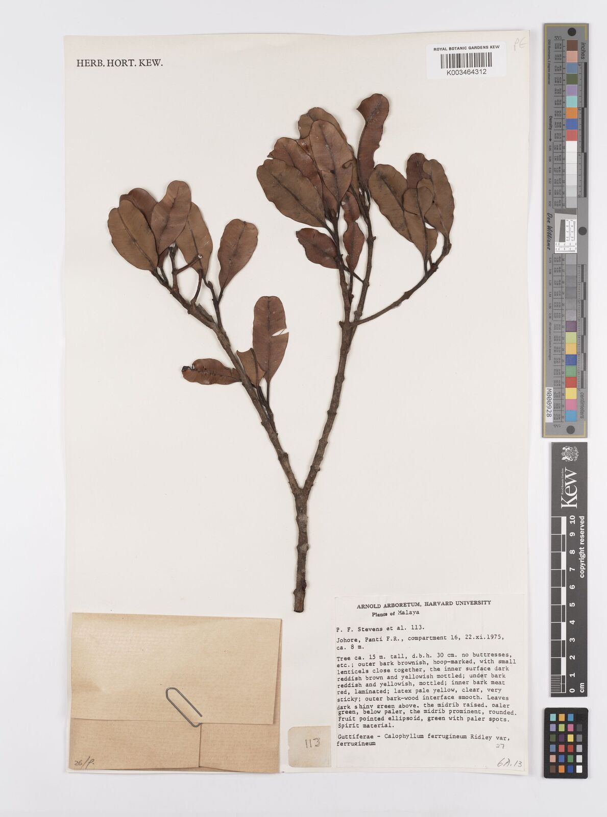 Calophyllum ferrugineum var. ferrugineum | Plants of the World Online ...