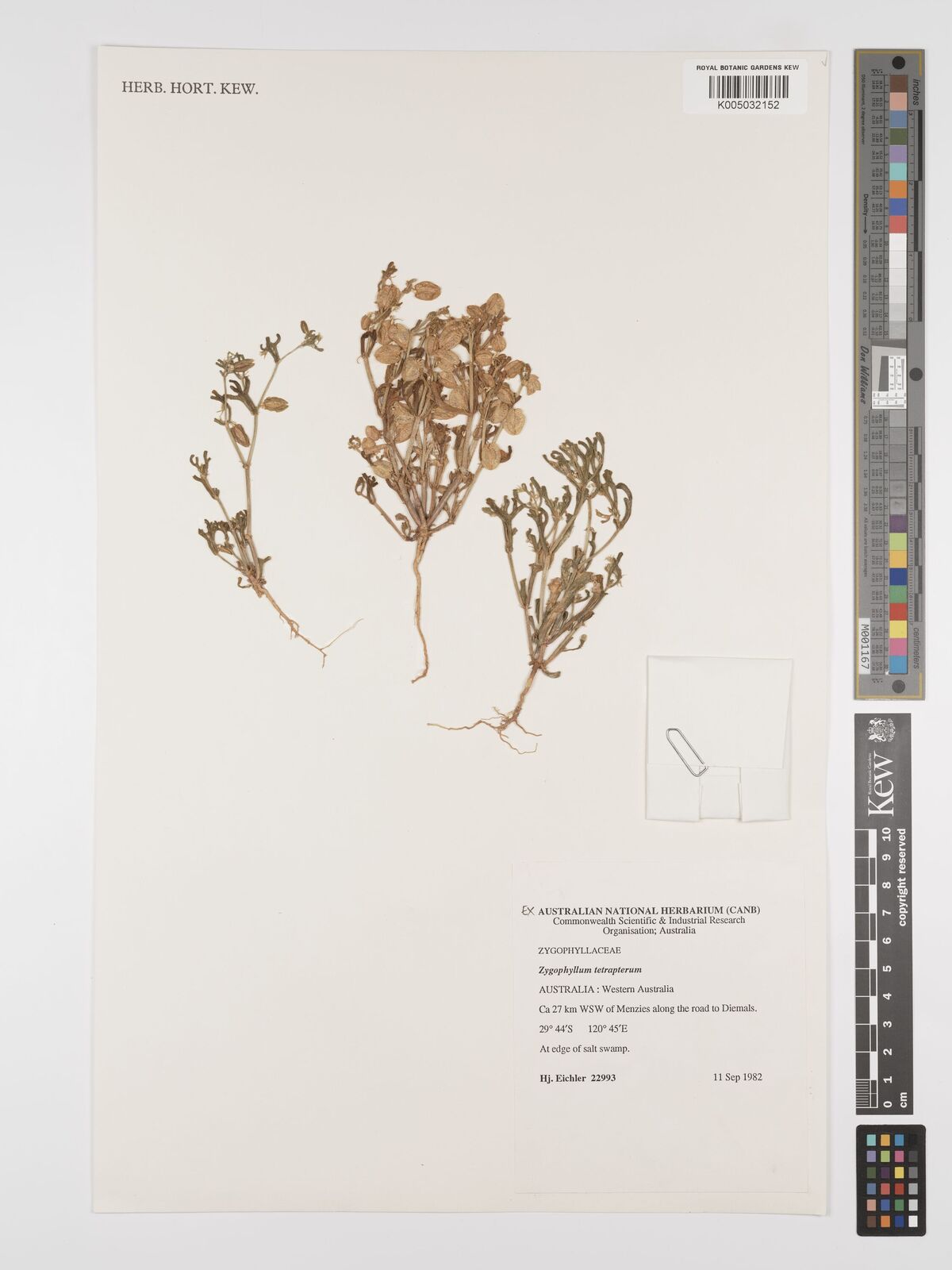 Roepera tetraptera (H.Eichler ex R.M.Barker) Beier & Thulin | Plants of ...