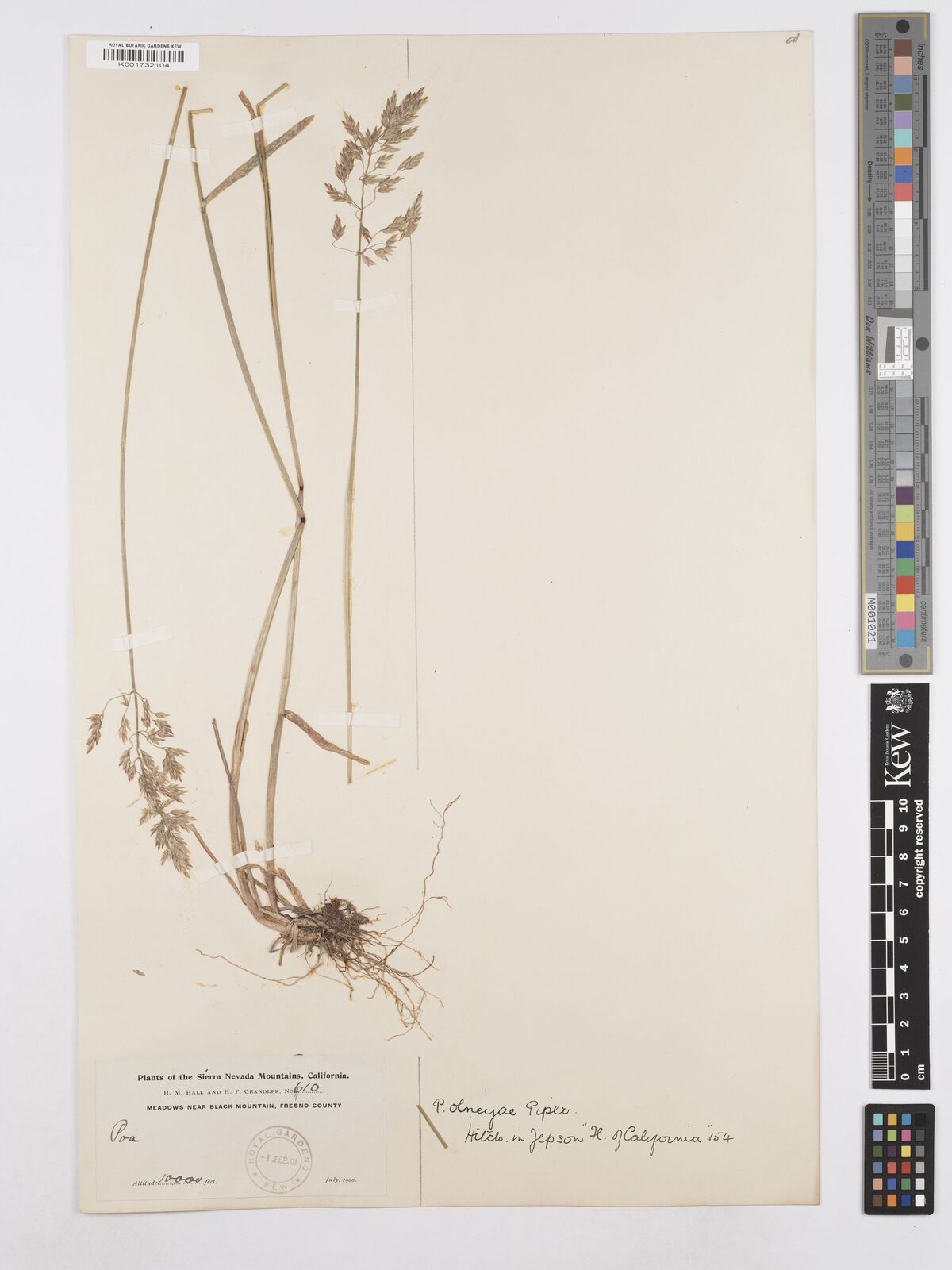 Poa wheeleri Vasey | Plants of the World Online | Kew Science