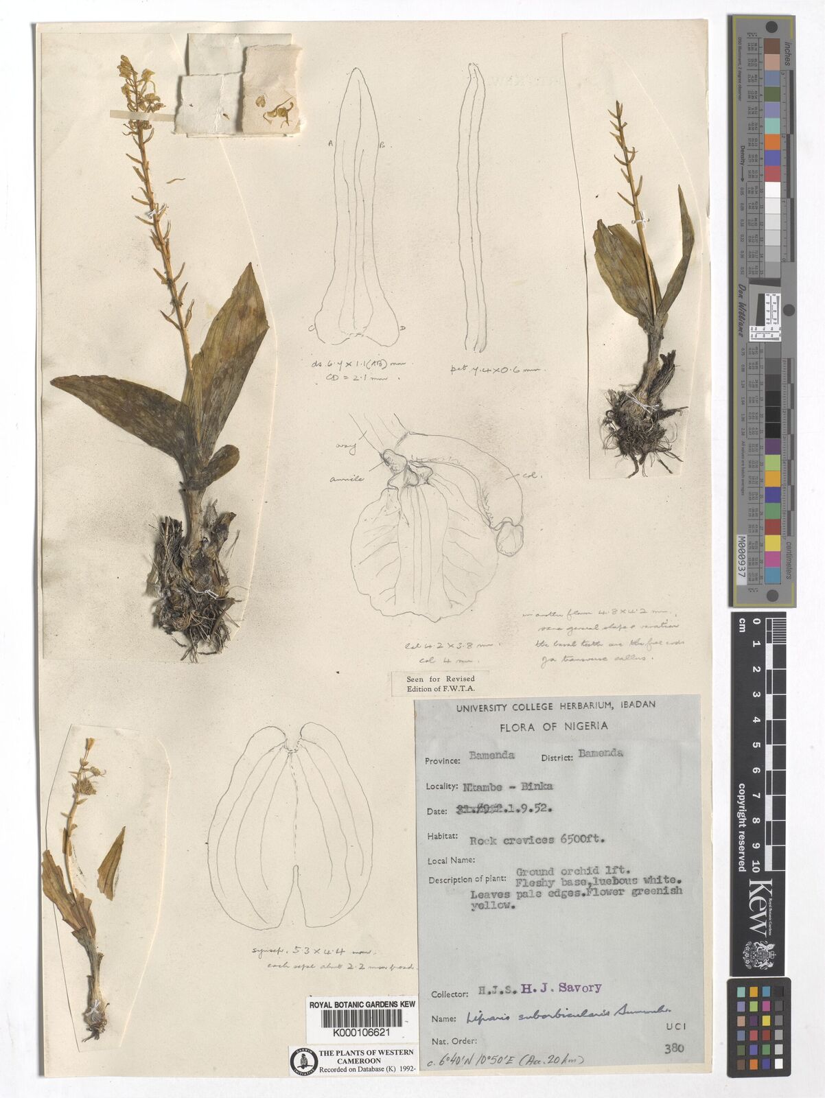 Liparis suborbicularis Summerh. | Plants of the World Online | Kew Science