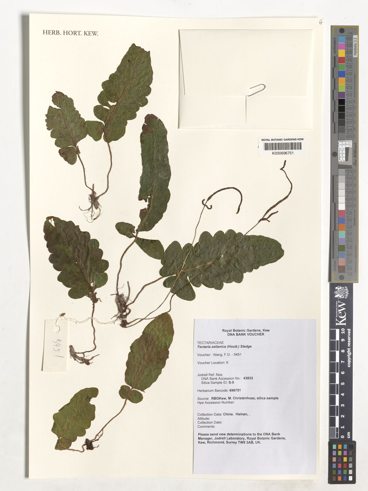 Tectaria zeilanica (Houtt.) Sledge | Plants of the World Online | Kew ...