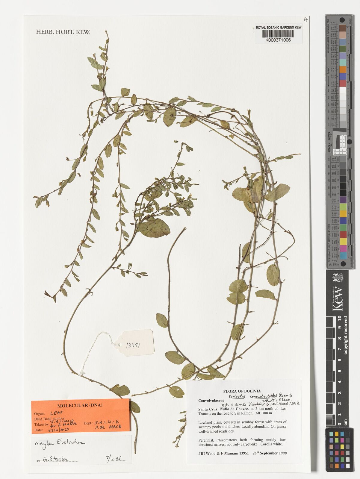 Evolvulus convolvuloides (Willd. ex Schult.) Stearn | Colombian Plants ...